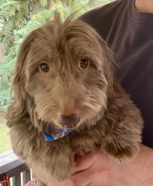 Dog for adoption - Archie, 5 yrs, 14 lbs, $350 fee, a Dachshund & Shih ...