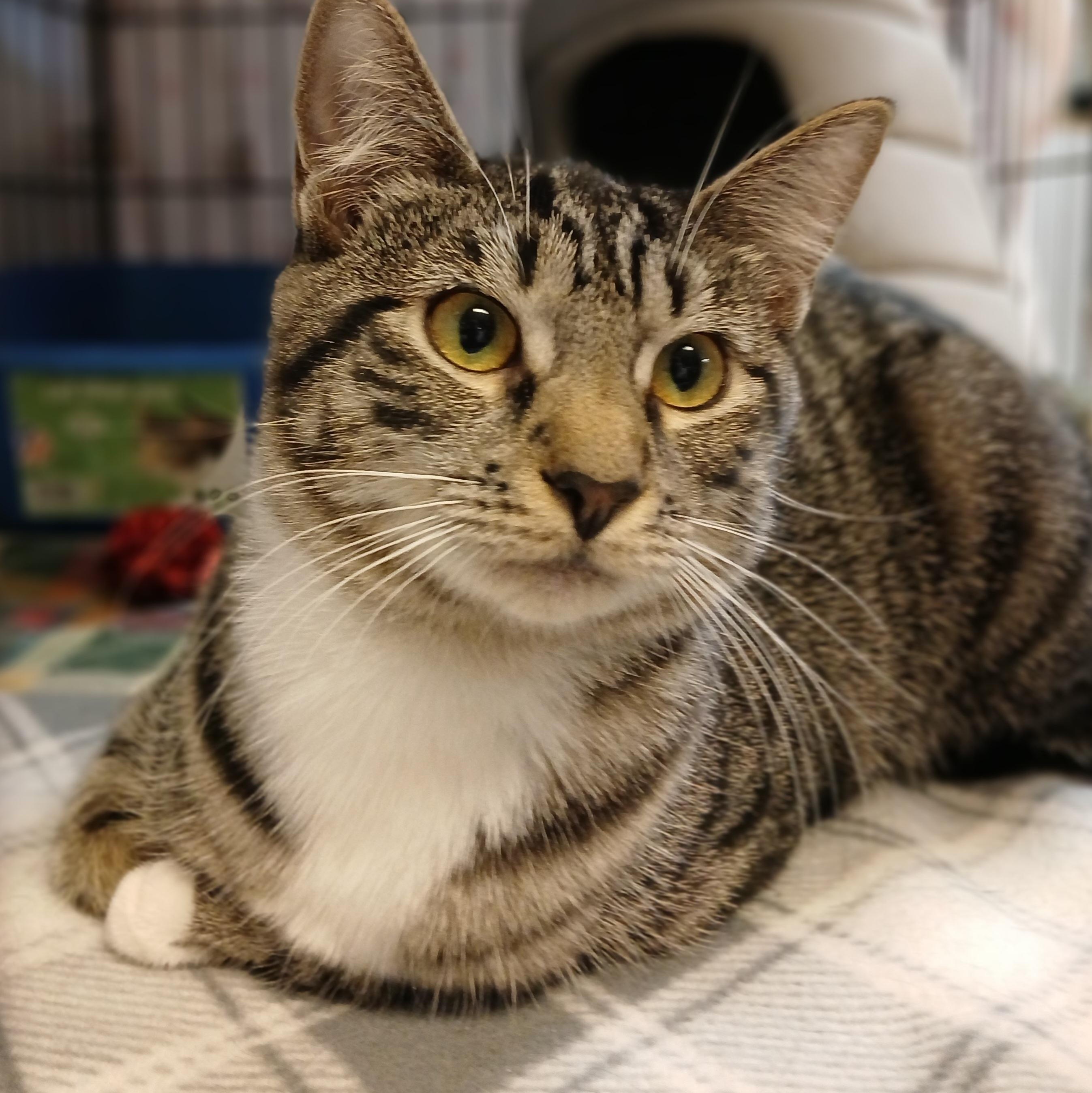 Cat for adoption - Ruby, a Domestic Short Hair & Tabby Mix in Germansville, PA | Petfinder