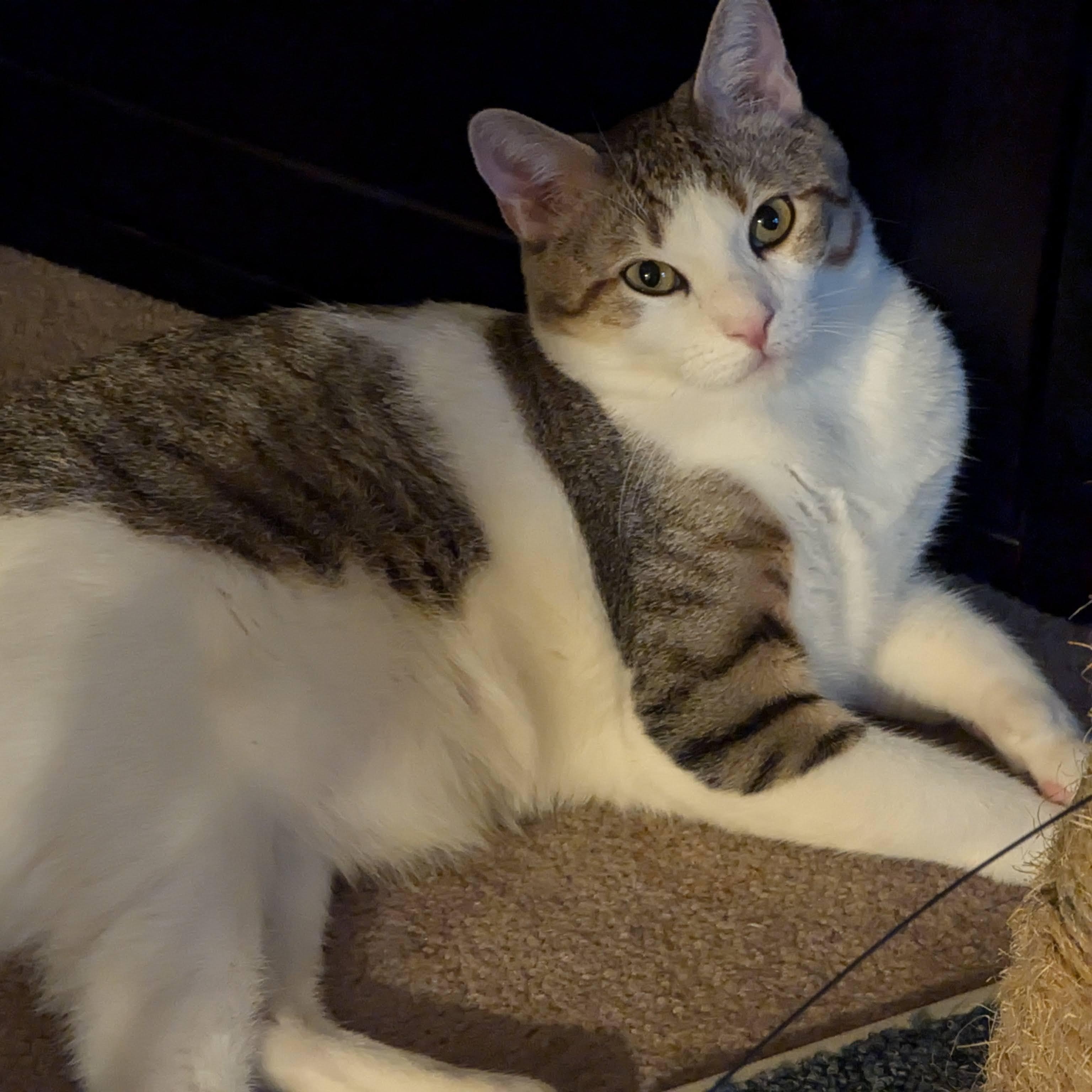 Cat Adoption in Bronx NY - Bronx Tails