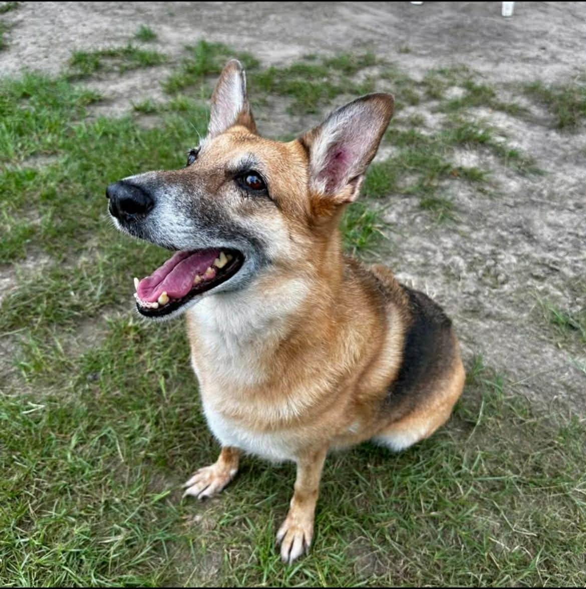 Dog for adoption - STELLA GS, a German Shepherd Dog in St Joseph, MI ...