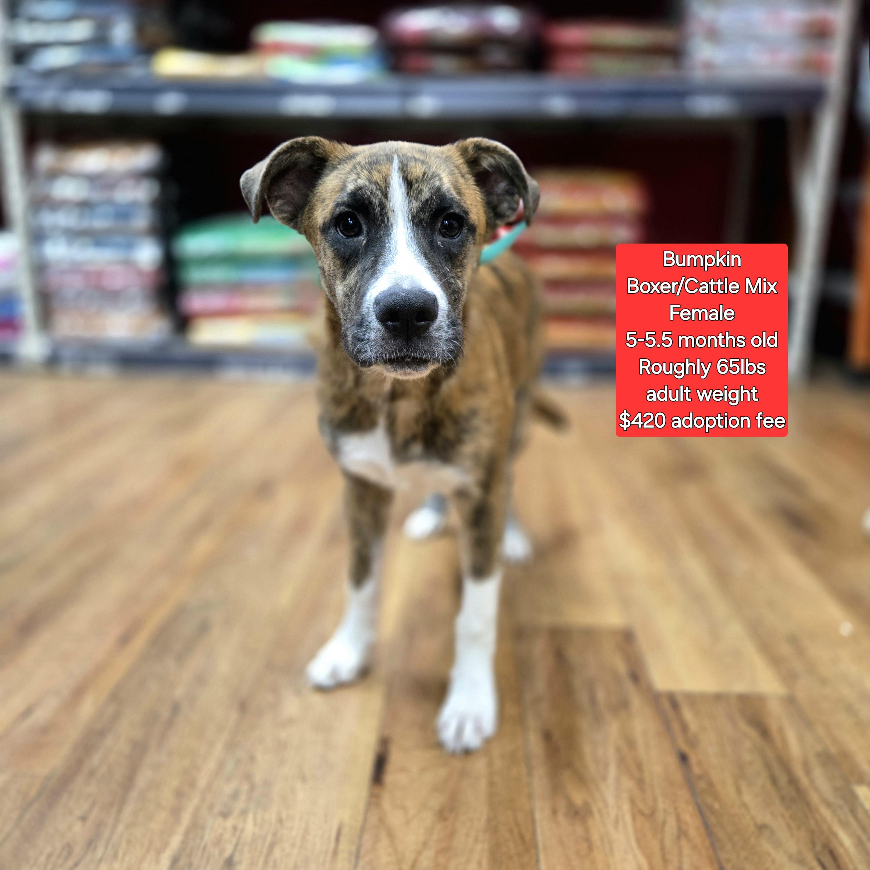 Dog for adoption - Bumpkin, a Boxer Mix in Oviedo, FL | Petfinder