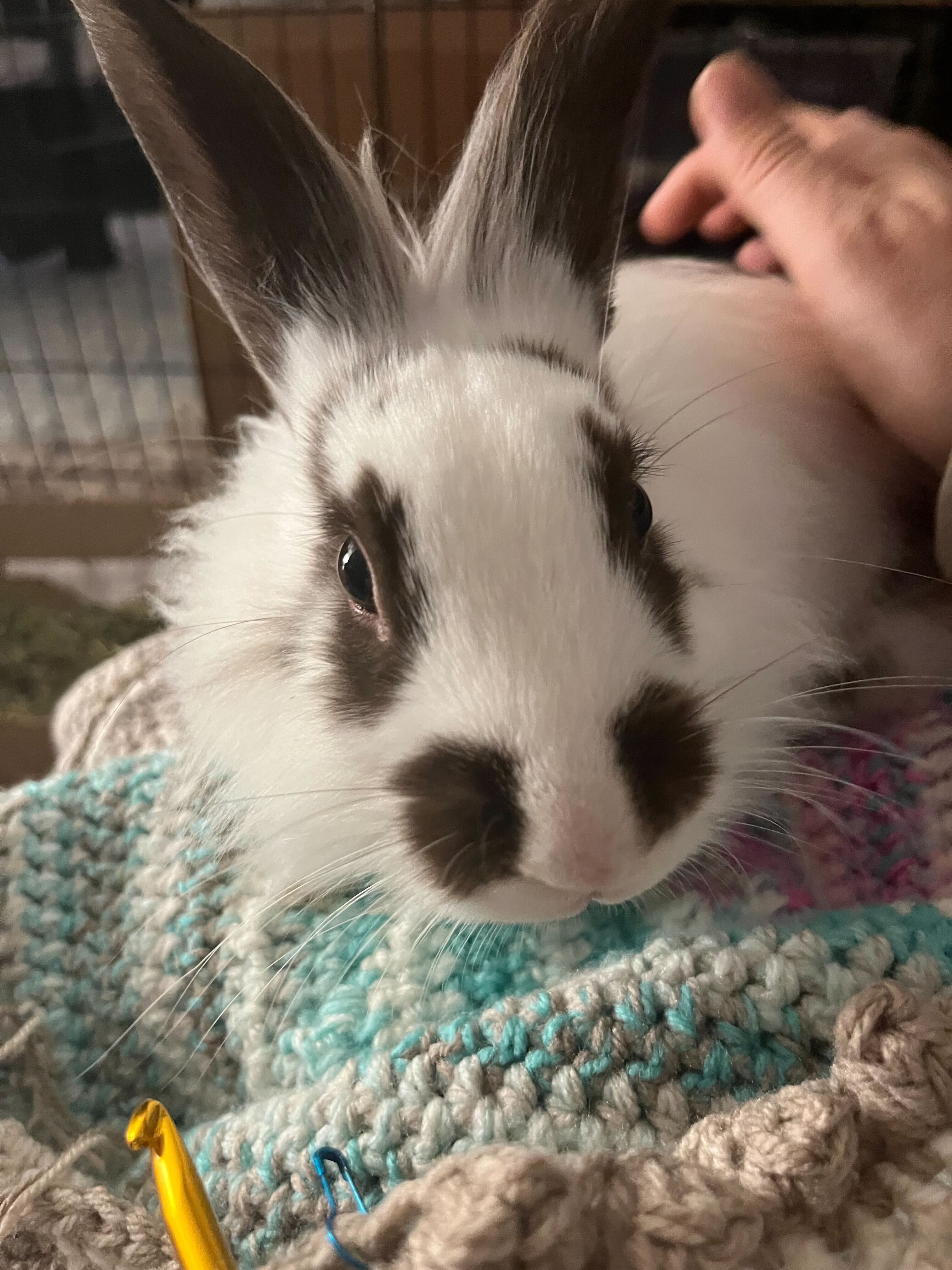 Rabbit for adoption - Holly, a Lionhead in New York, NY | Petfinder