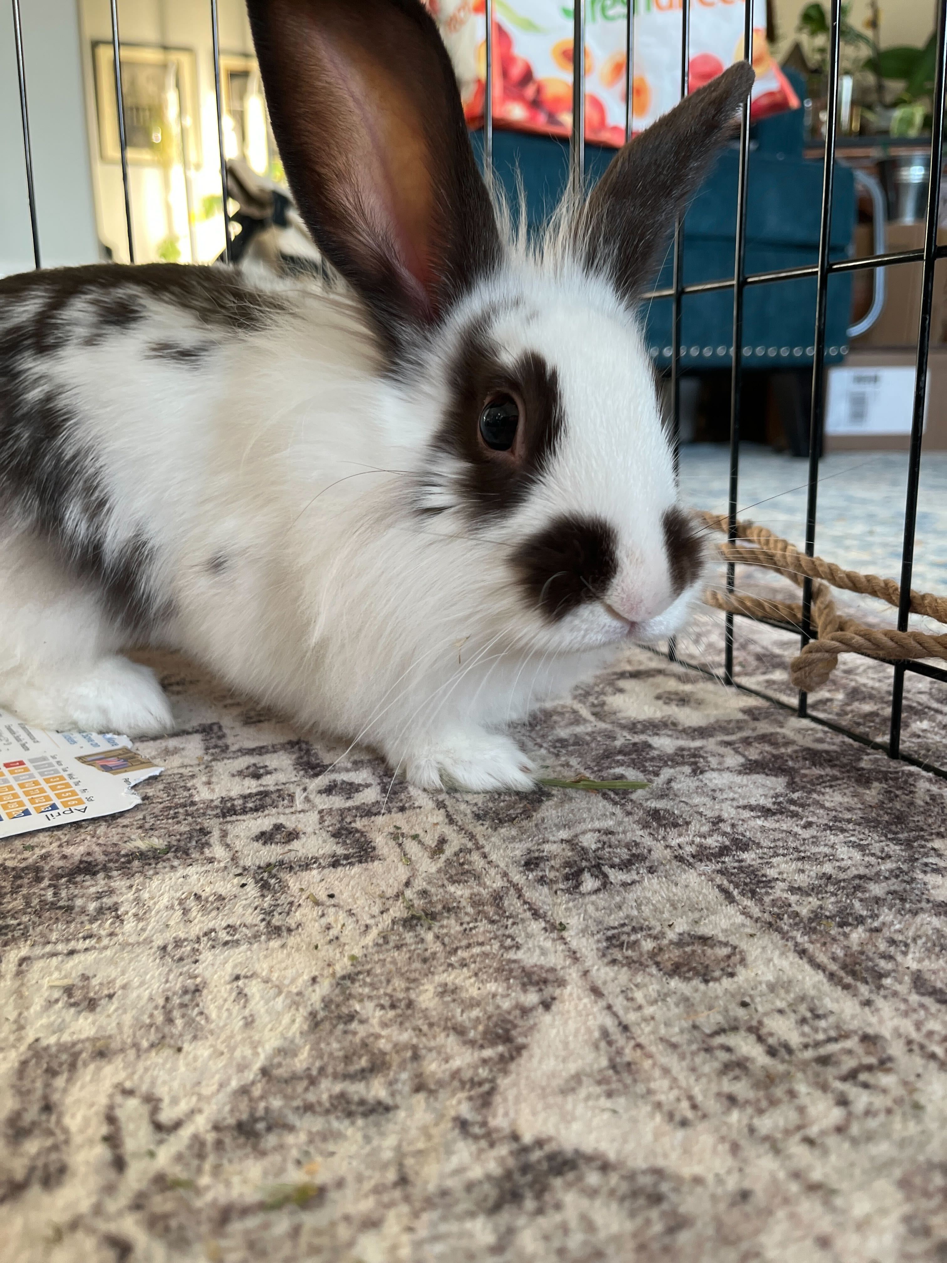 Rabbit for adoption - Holly, a Lionhead in New York, NY | Petfinder