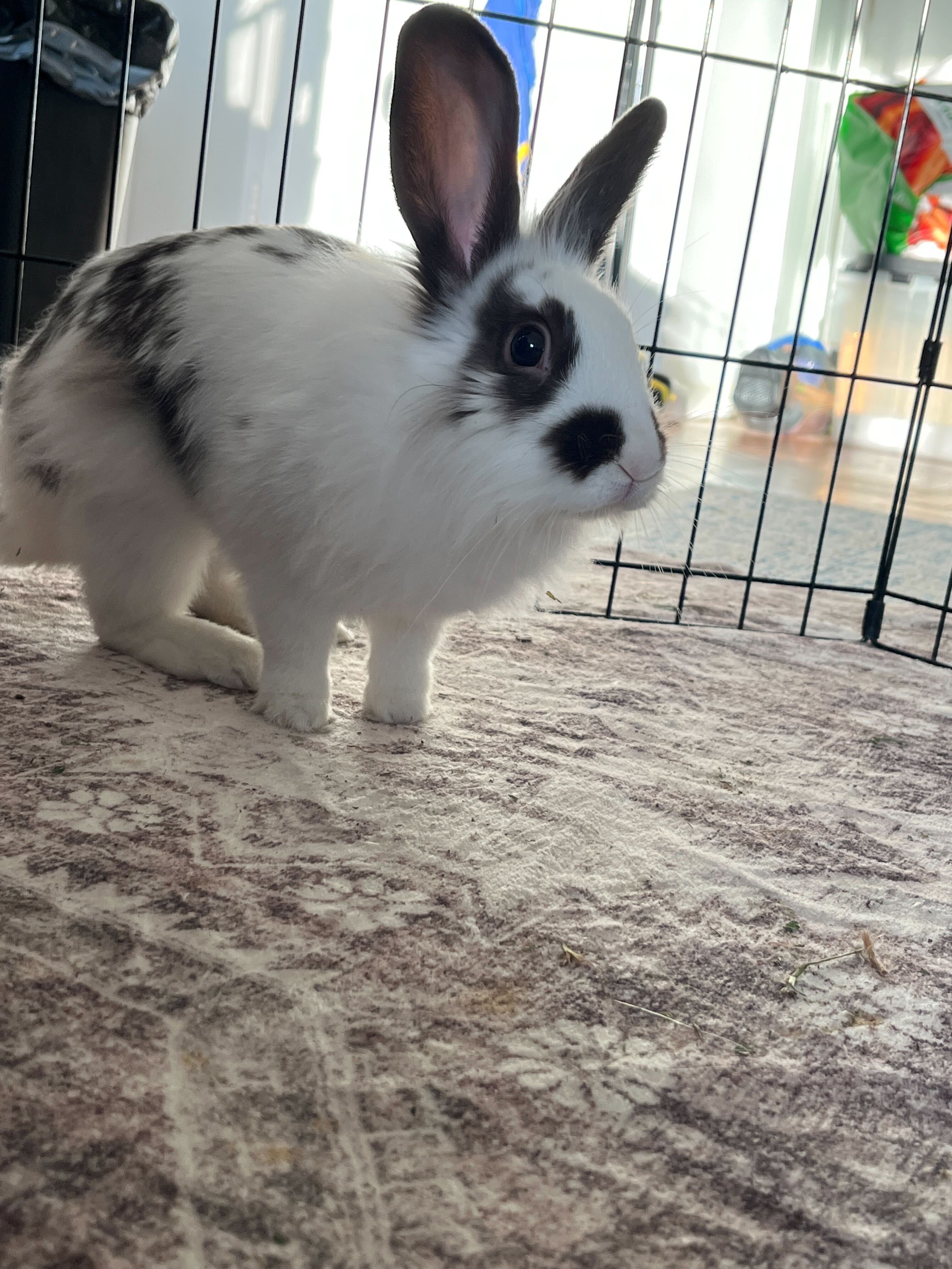 Rabbit for adoption - Holly, a Lionhead in New York, NY | Petfinder