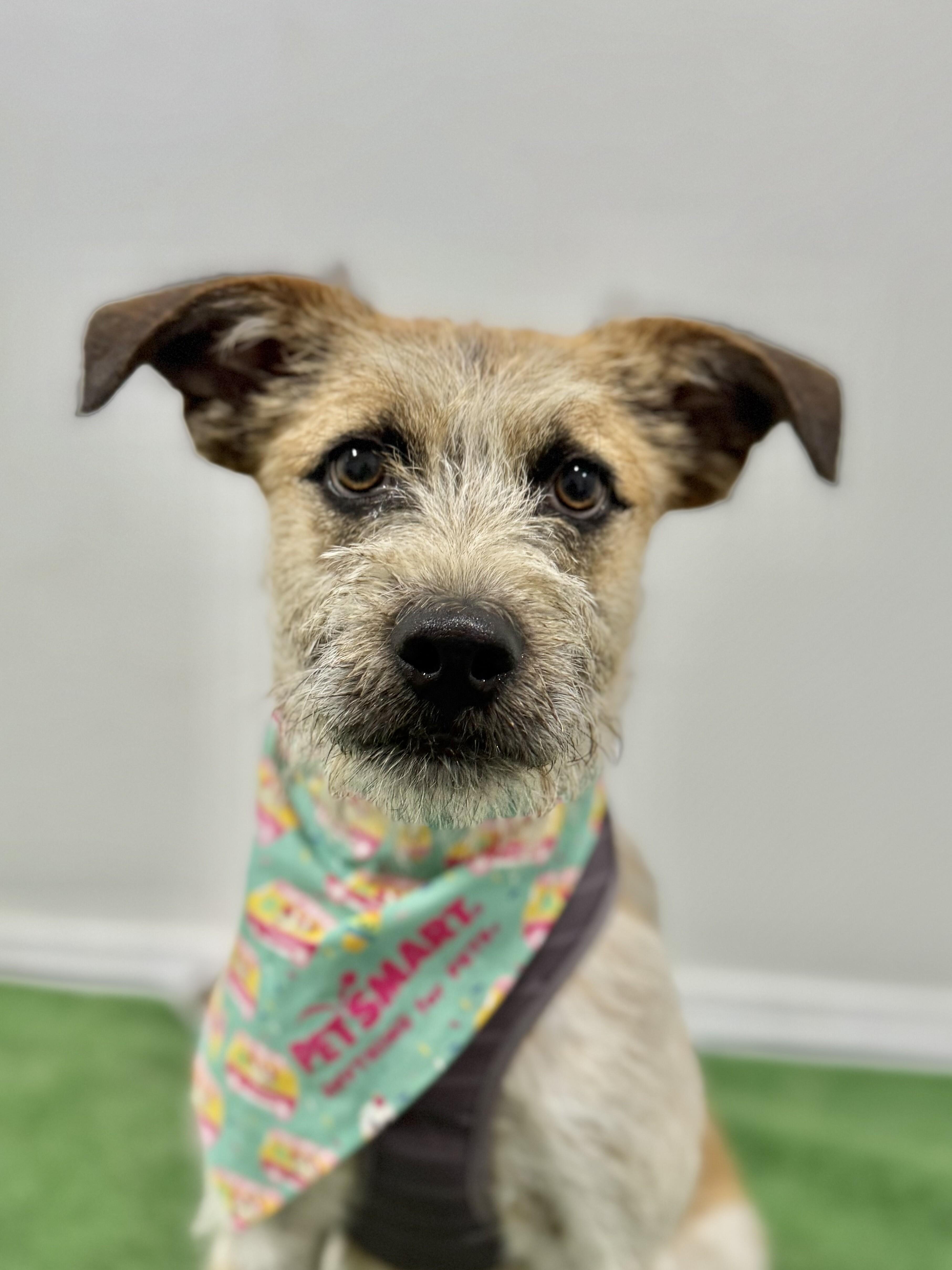 Dog for adoption - Polo, a Border Terrier Mix in Pittsburg, CA | Petfinder