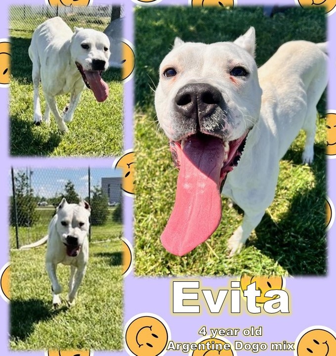 Dog for adoption - Evita, a Dogo Argentino in Franklin, IN | Petfinder