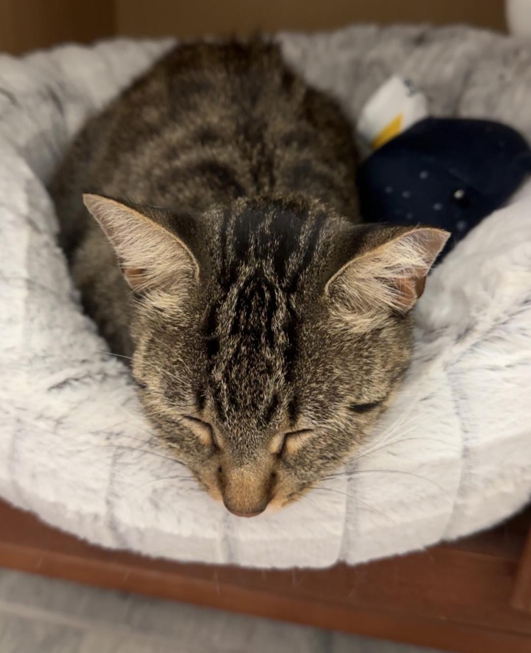 Cat for adoption - Momo, an American Shorthair in Cleveland, OH | Petfinder