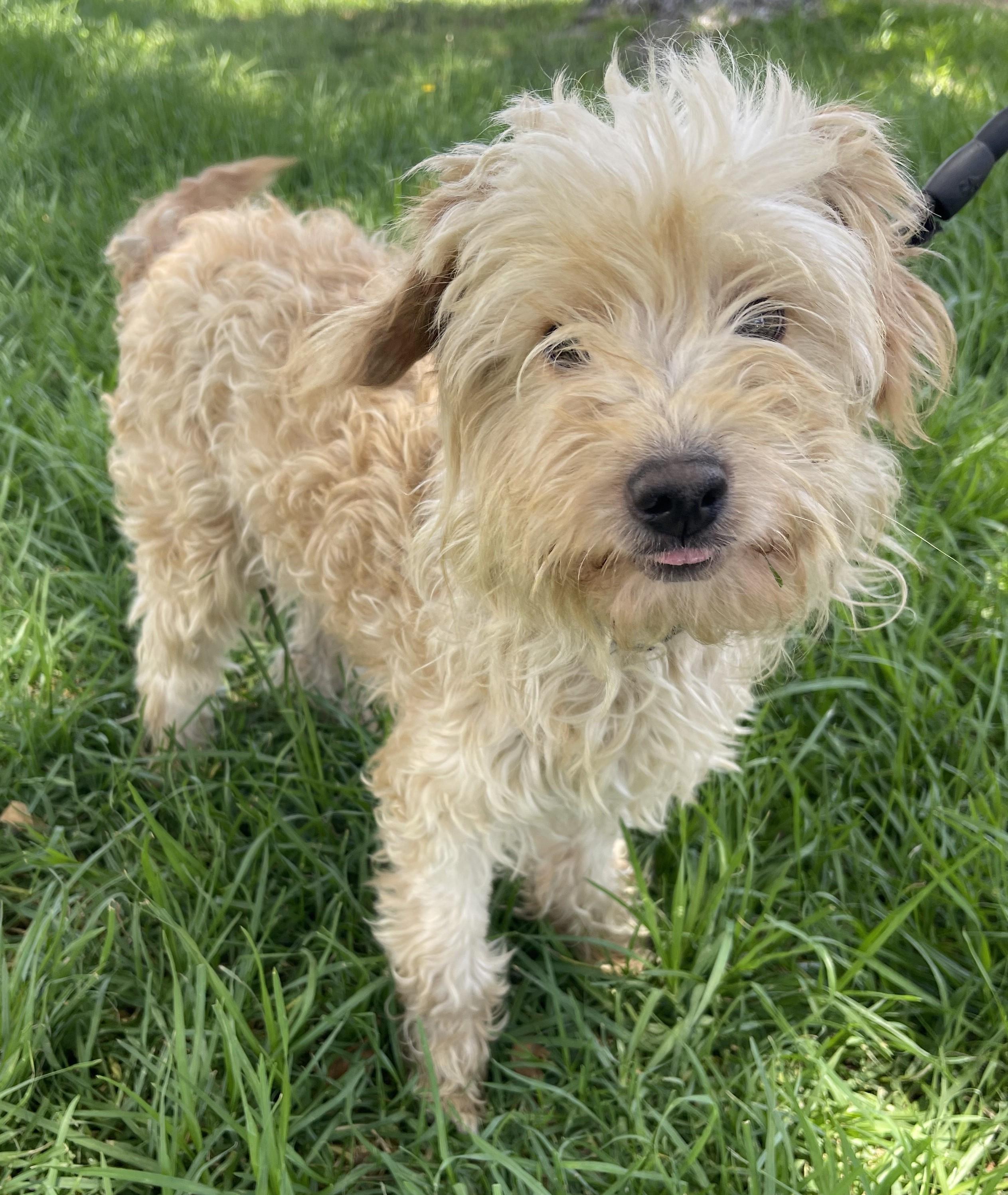 Dog for adoption - OMAR, a Schnoodle Mix in Bell Gardens, CA | Petfinder