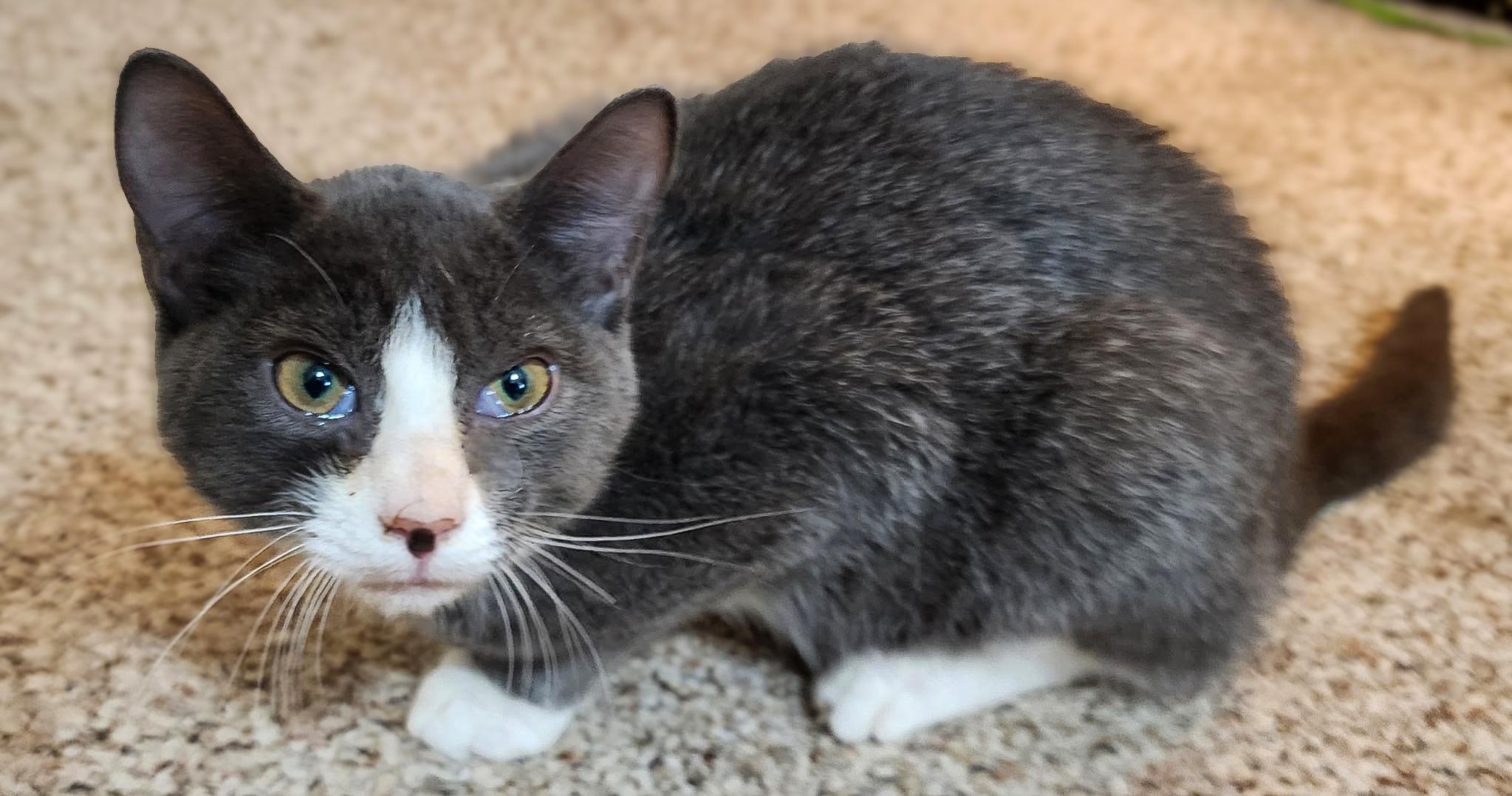 Cat for adoption - Dunkin, a Domestic Short Hair in Providence, RI ...