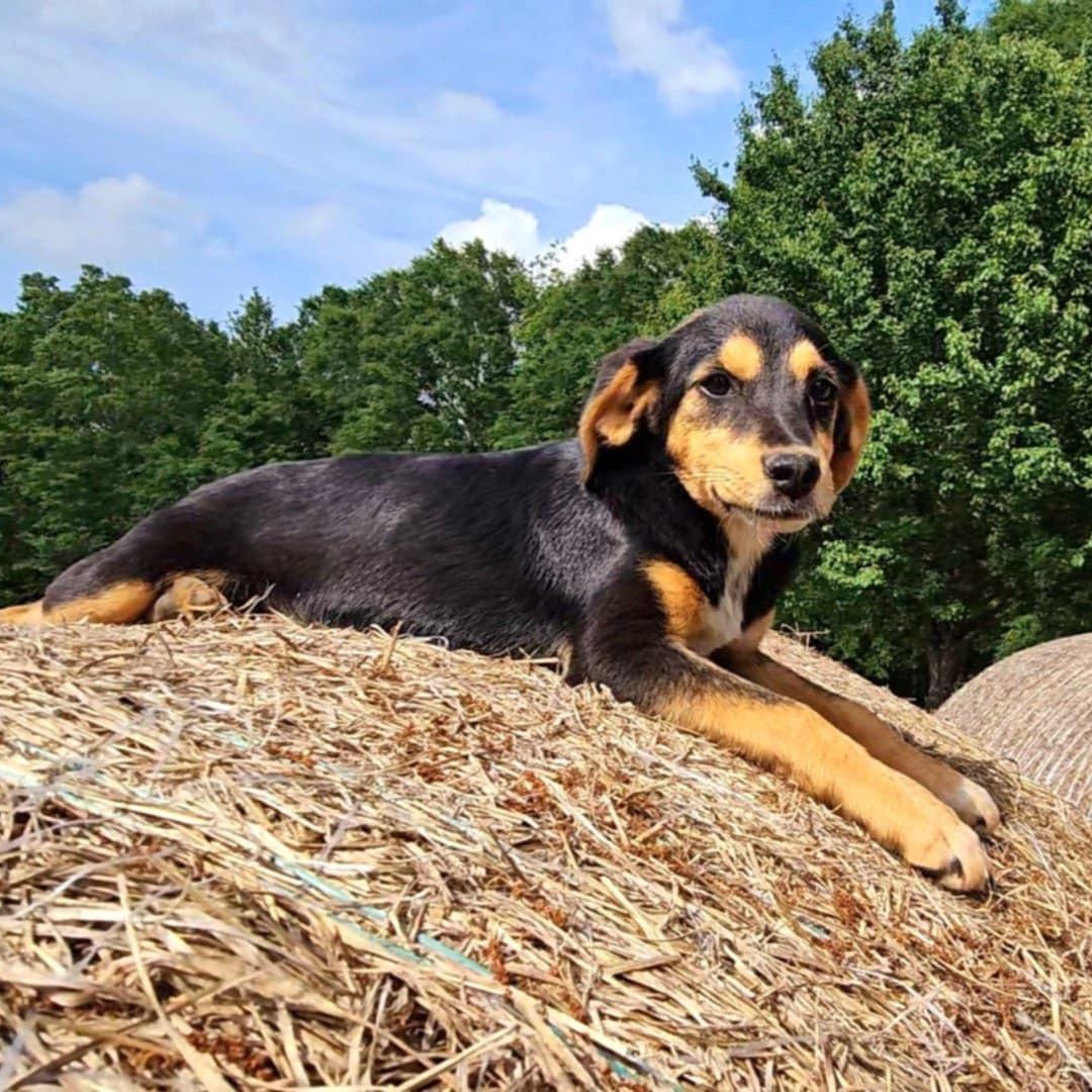 Dog for adoption - Jill, a Treeing Walker Coonhound & Feist Mix in ...