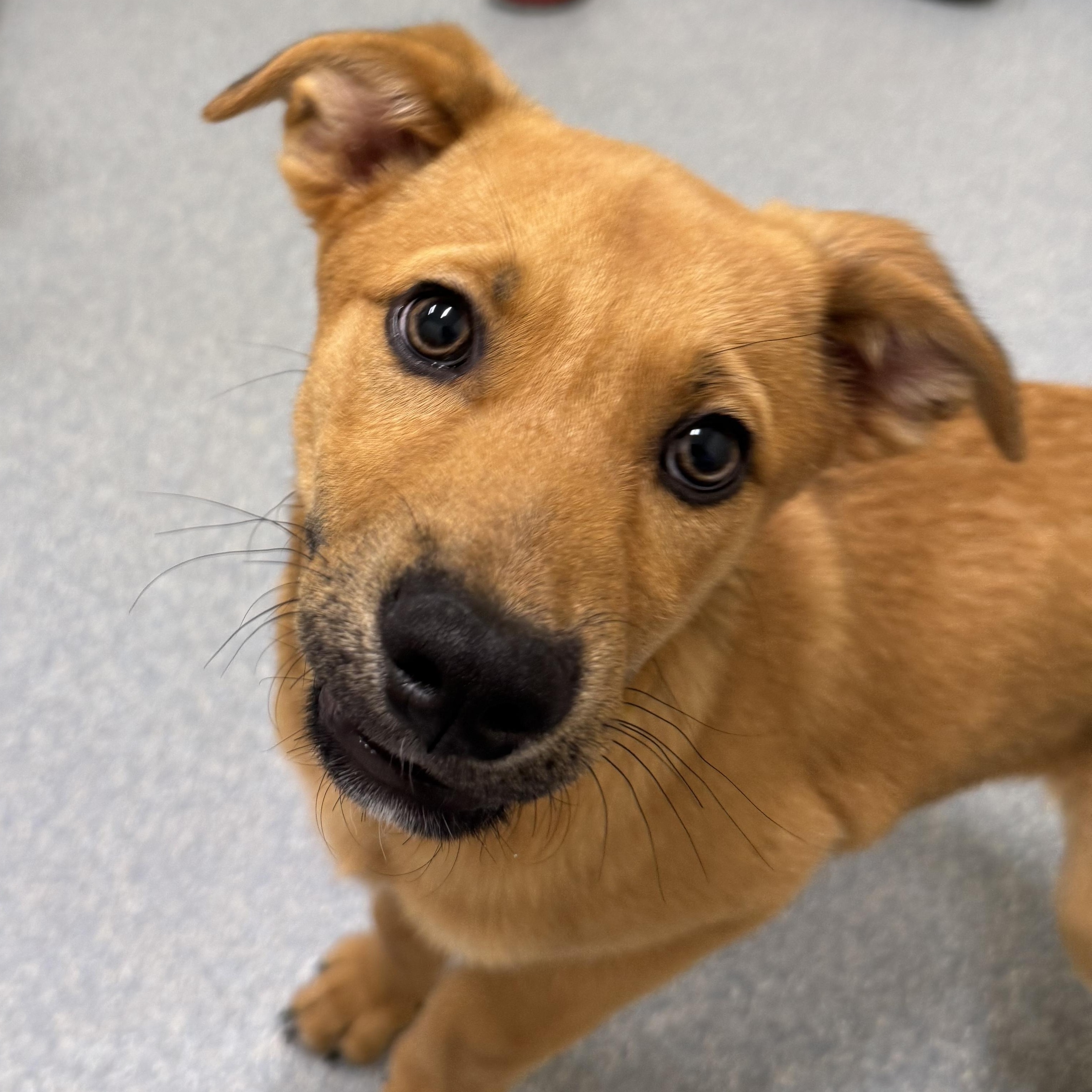 Dog for adoption - Wanda, a German Shepherd Dog & Australian Shepherd Mix in Briarcliff Manor ...