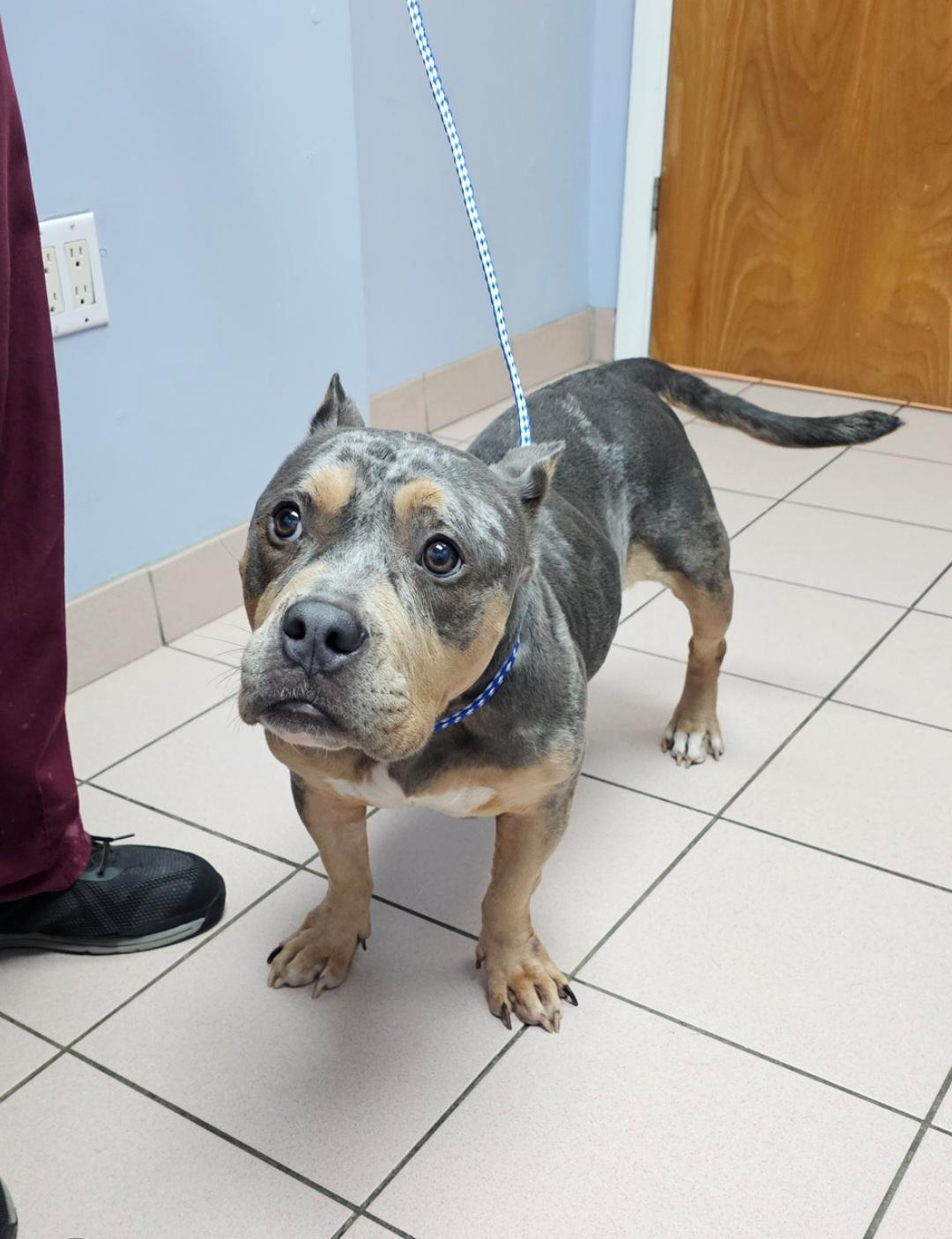 Dog for adoption - Willow, an American Bully in Boca Raton , FL | Petfinder