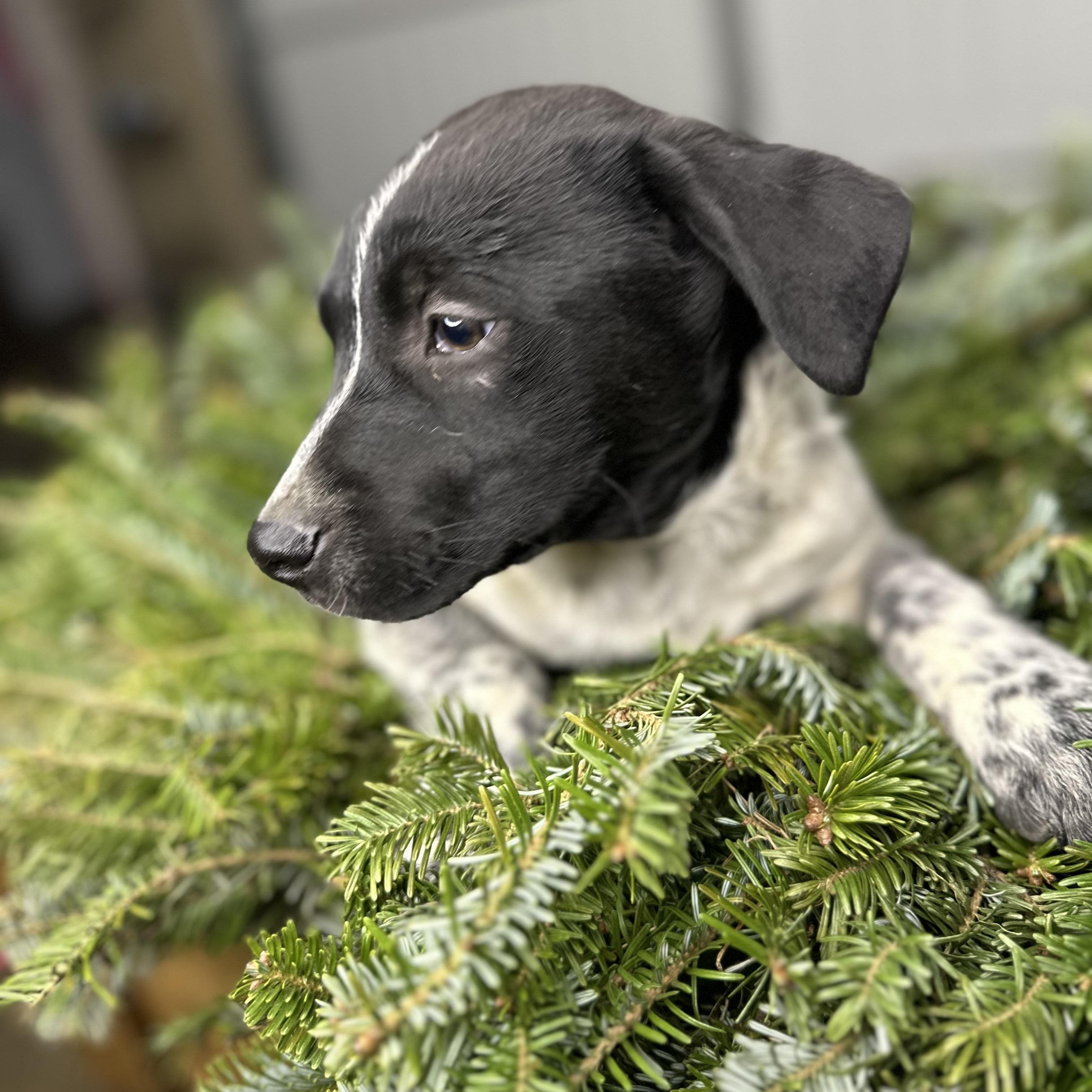 Dog for adoption - Dottie, a Pointer Mix in Fond Du Lac, WI | Petfinder