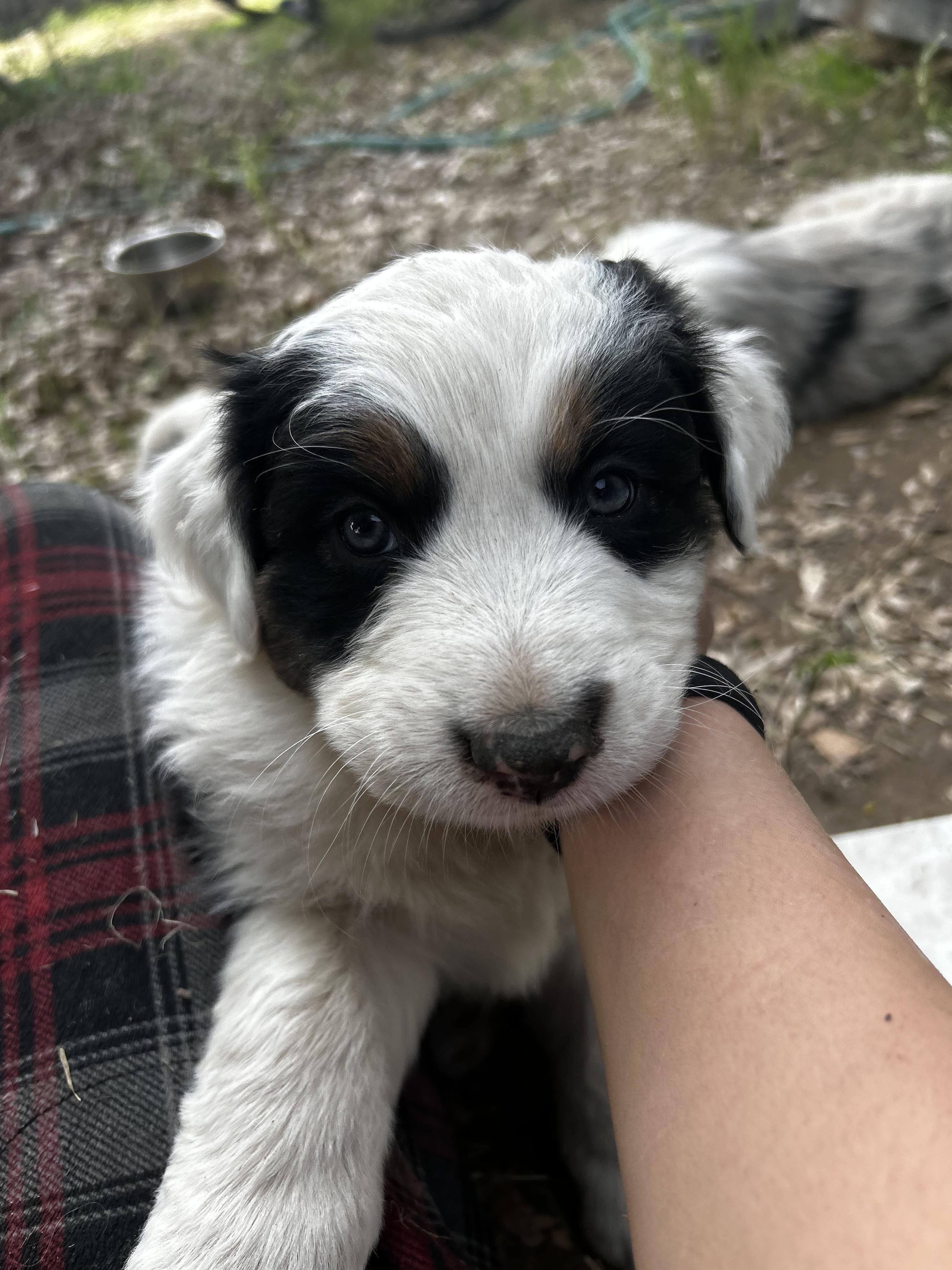 Dog for adoption - Chungus, an Australian Shepherd in San Rafael, CA ...