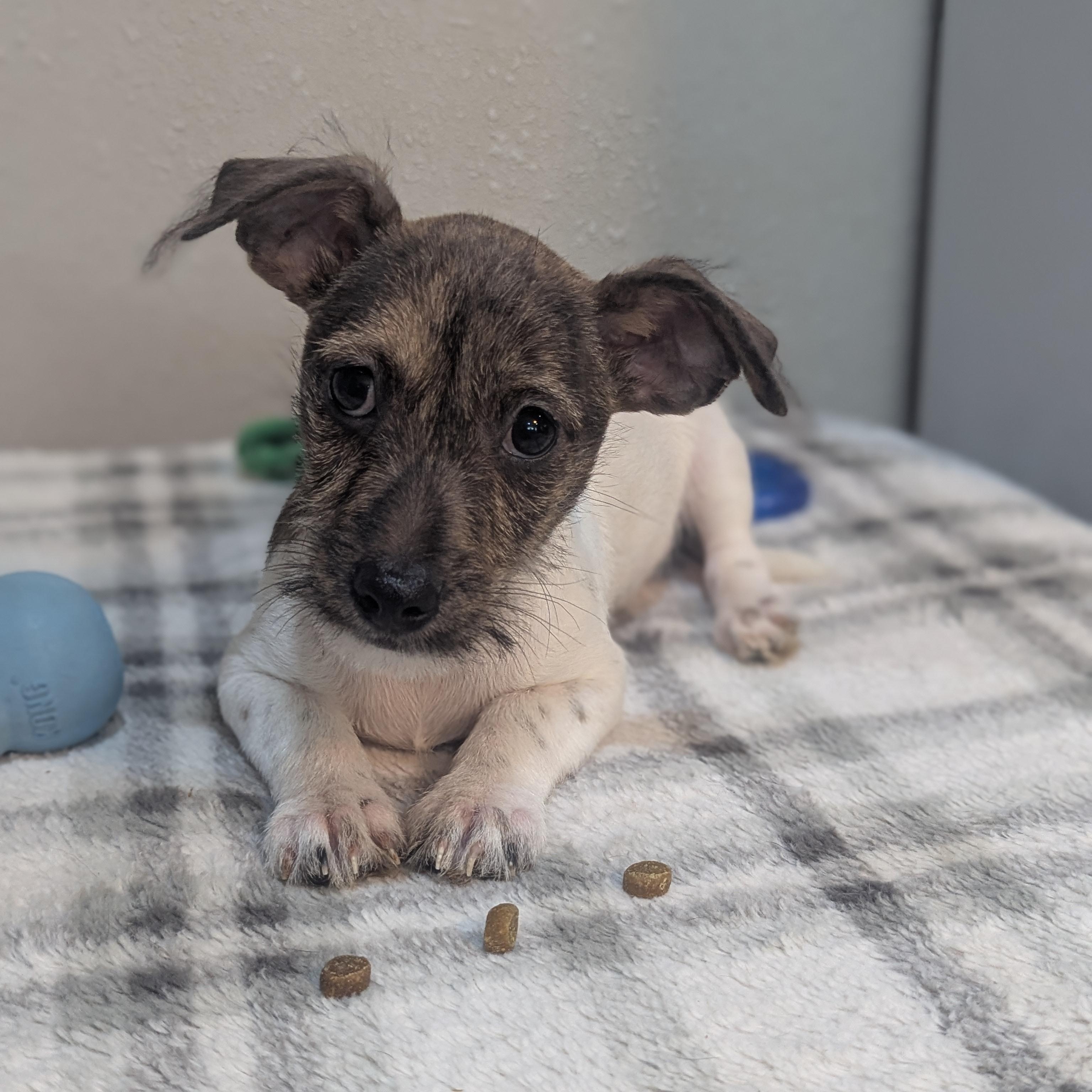 Dog for adoption - Wesley, a Dachshund (Long Haired) & Rat Terrier Mix ...