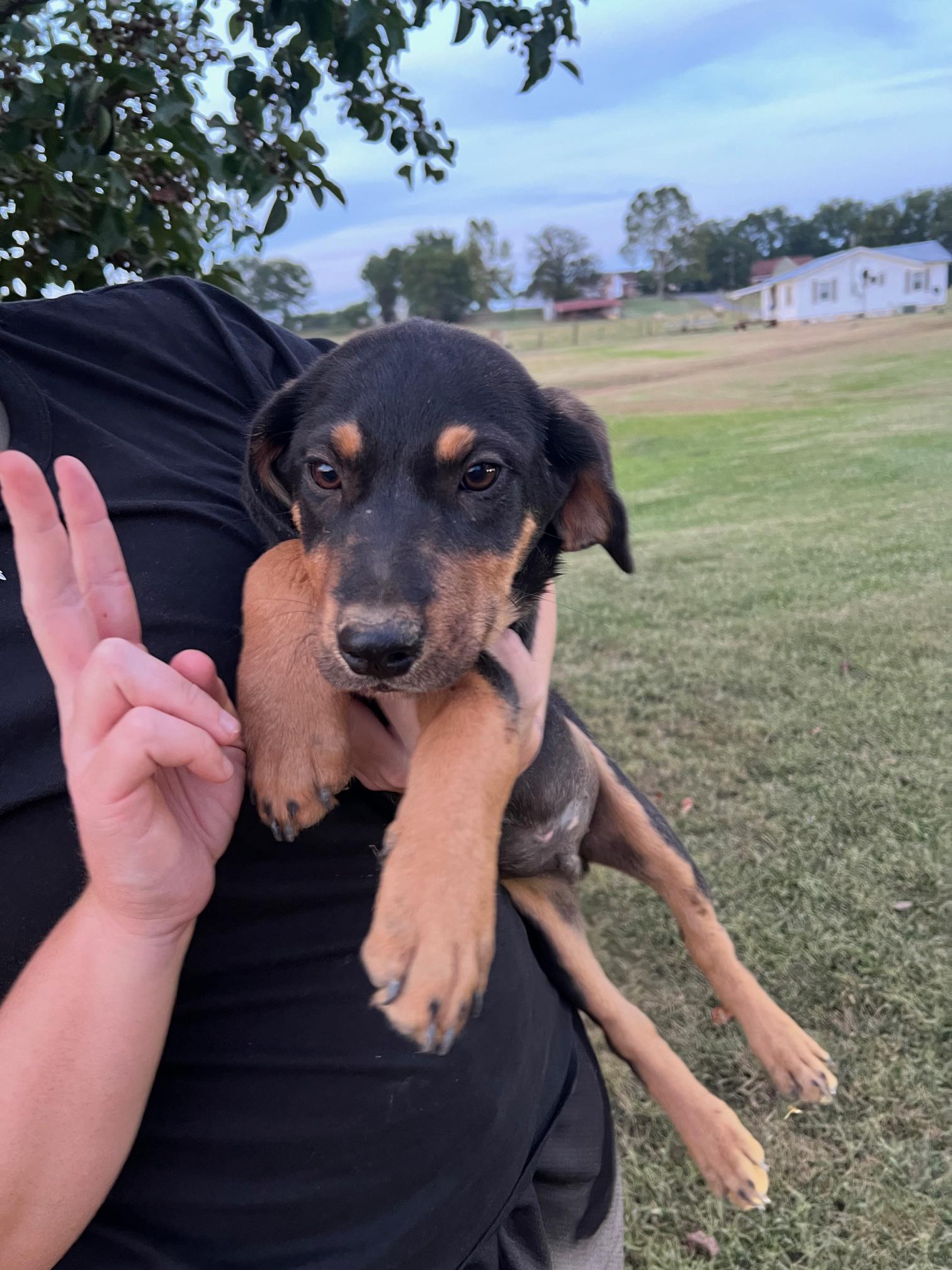 Dog for adoption - Bandit, a Hound Mix in Zimmerman, MN | Petfinder