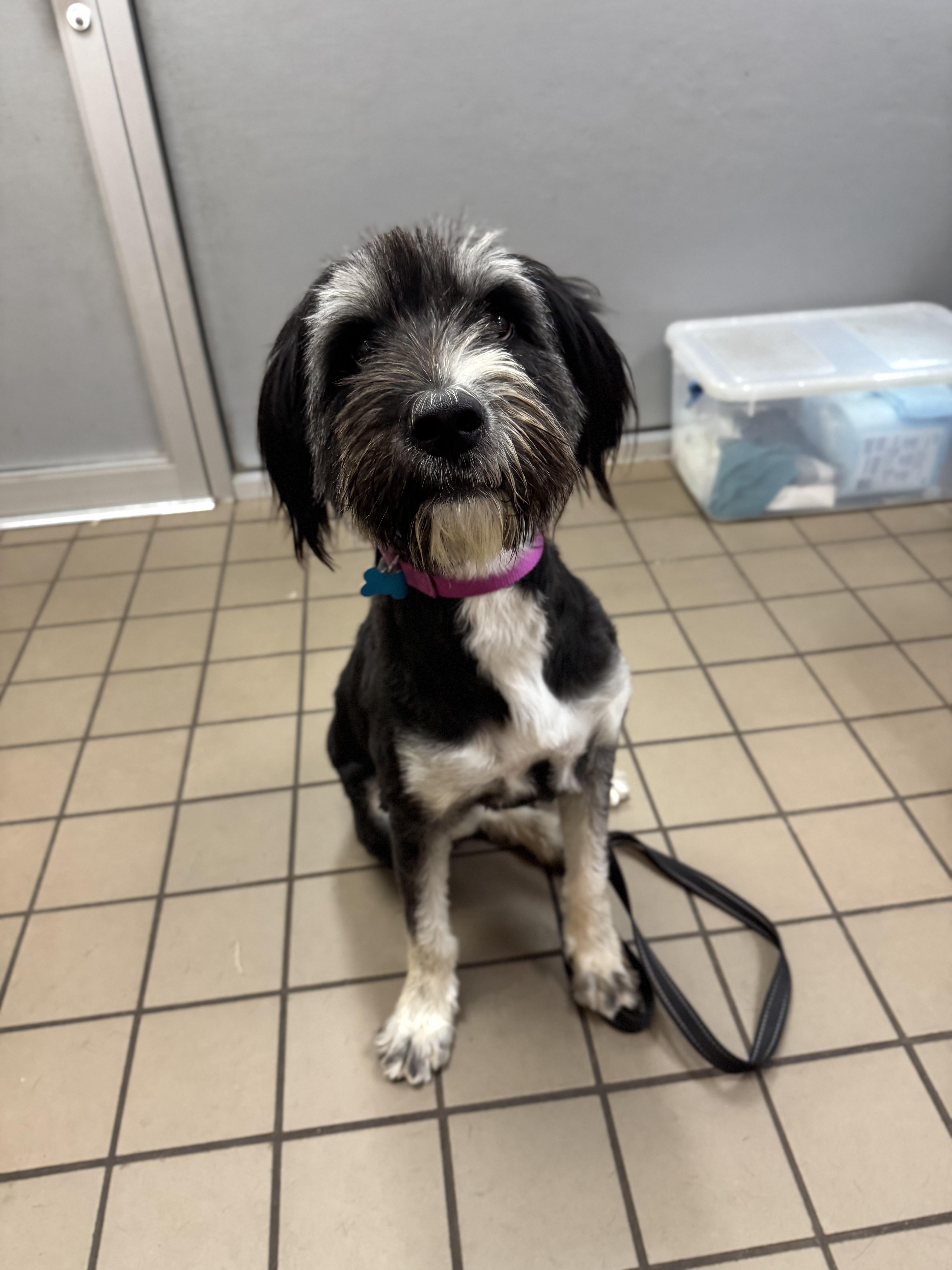 Dog for adoption - Anna, a Bearded Collie Mix in Wantagh, NY | Petfinder