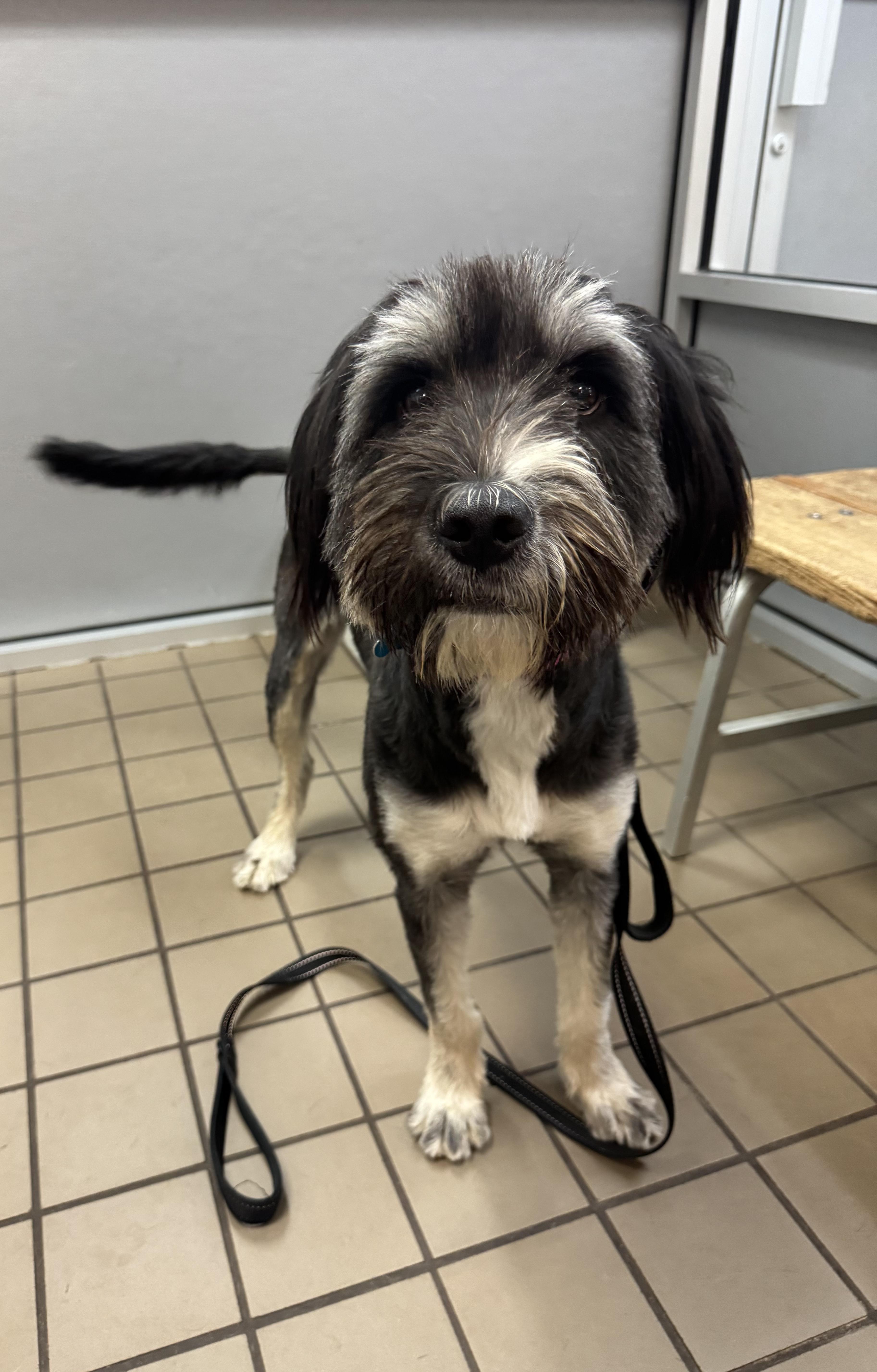 Dog for adoption - Anna, a Bearded Collie Mix in Wantagh, NY | Petfinder