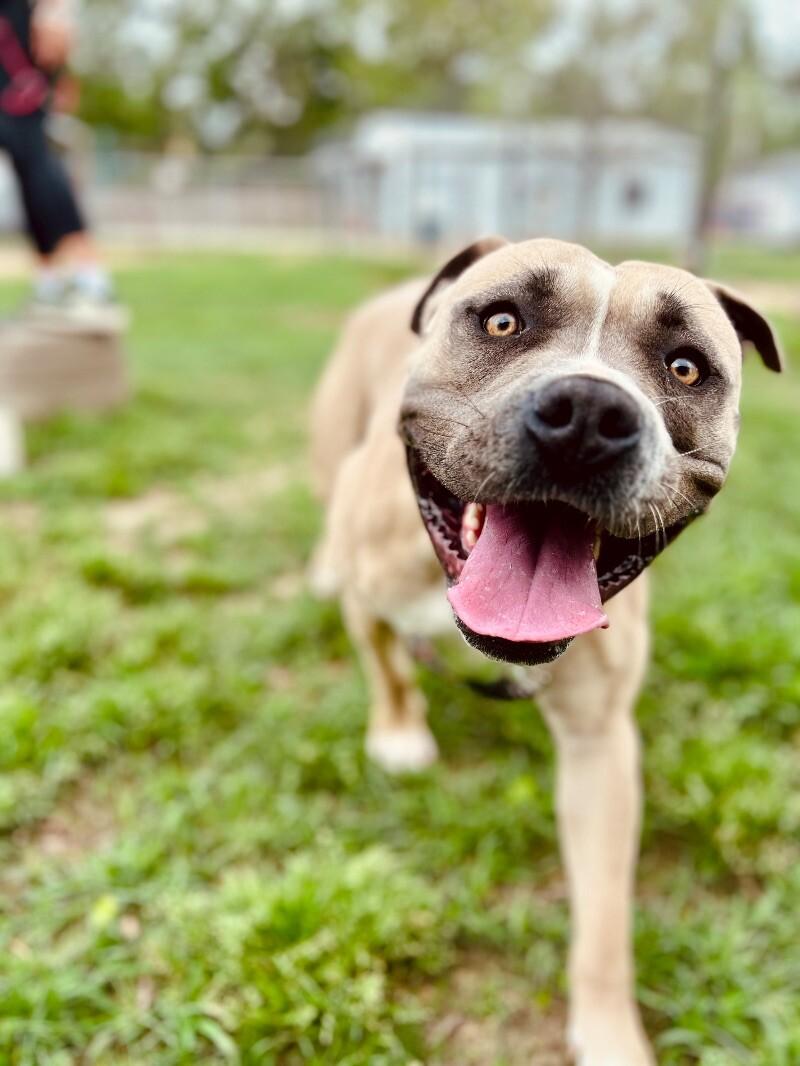 Dog for adoption - Qbert Hubert the lovable goofy goober, an American ...