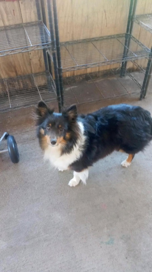 Available Shelties - Mid Florida Sheltie RescueMid Florida Sheltie Rescue