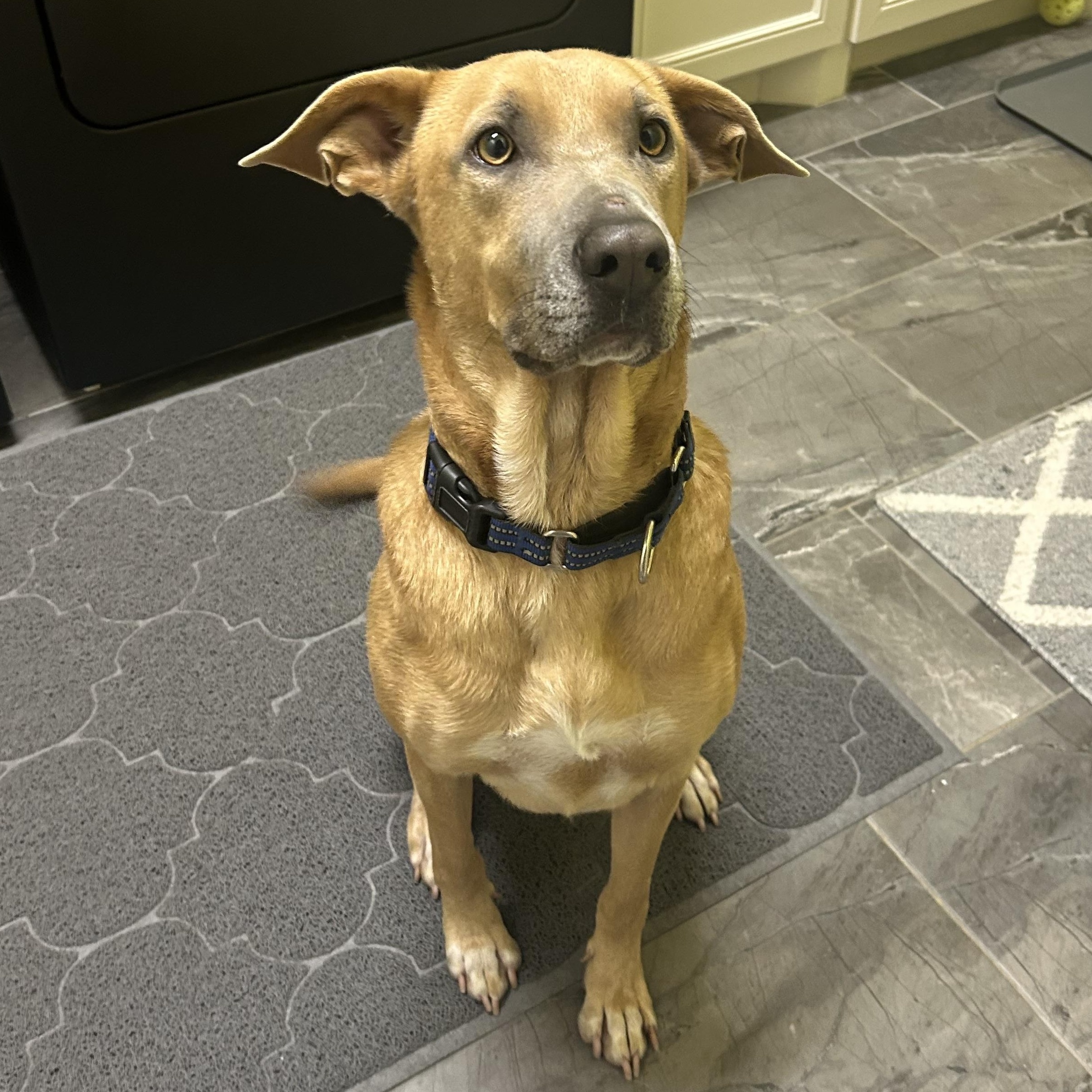 Dog for adoption - CHARGER, a Black Mouth Cur Mix in The Dalles, OR ...