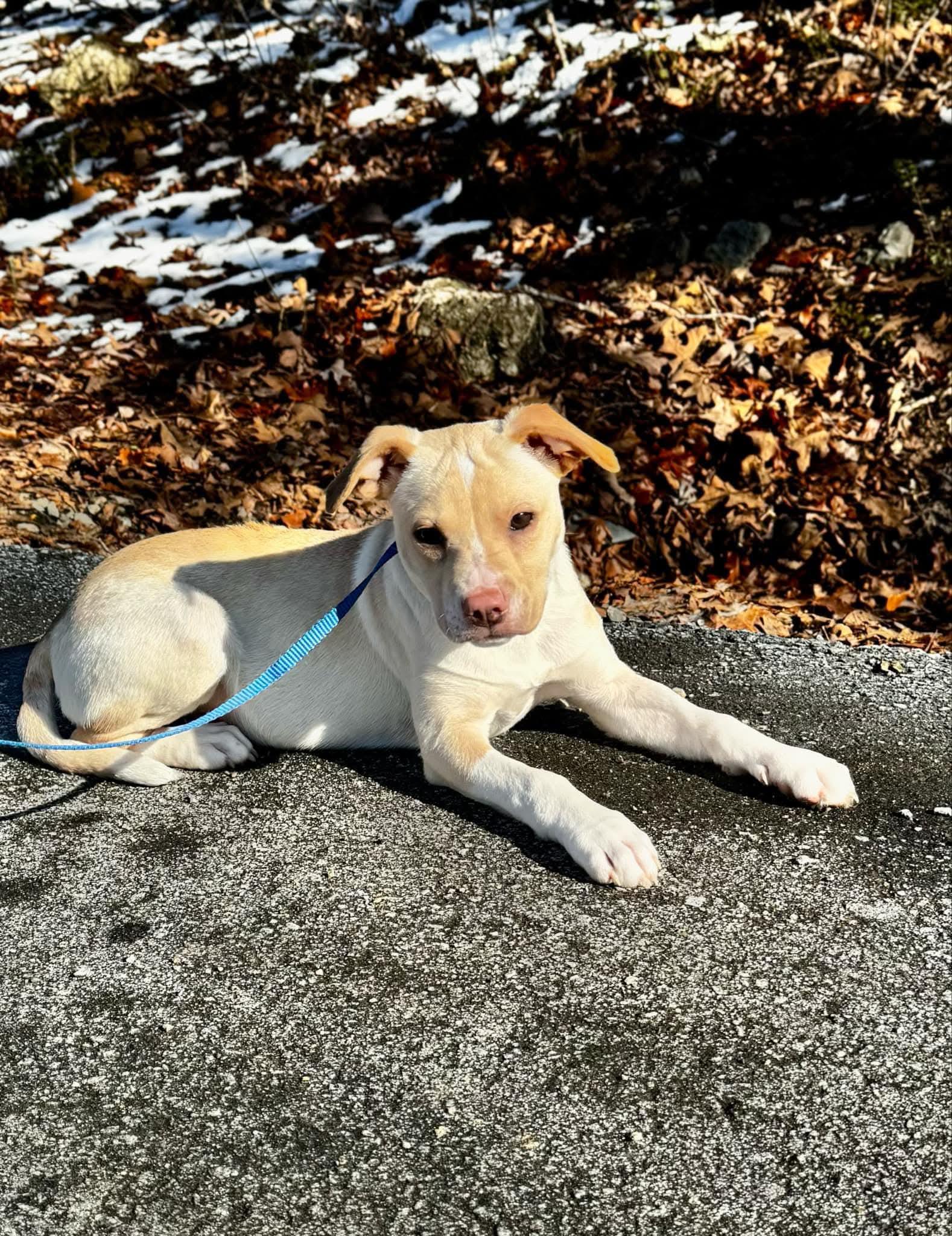 Dog for adoption - PIP-SQUEAK, a Terrier Mix in Waverly, TN | Petfinder