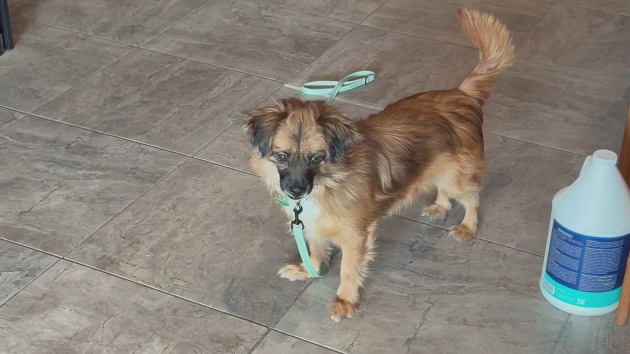 Rascal - Adoptable Pet | Petfinder | Petfinder