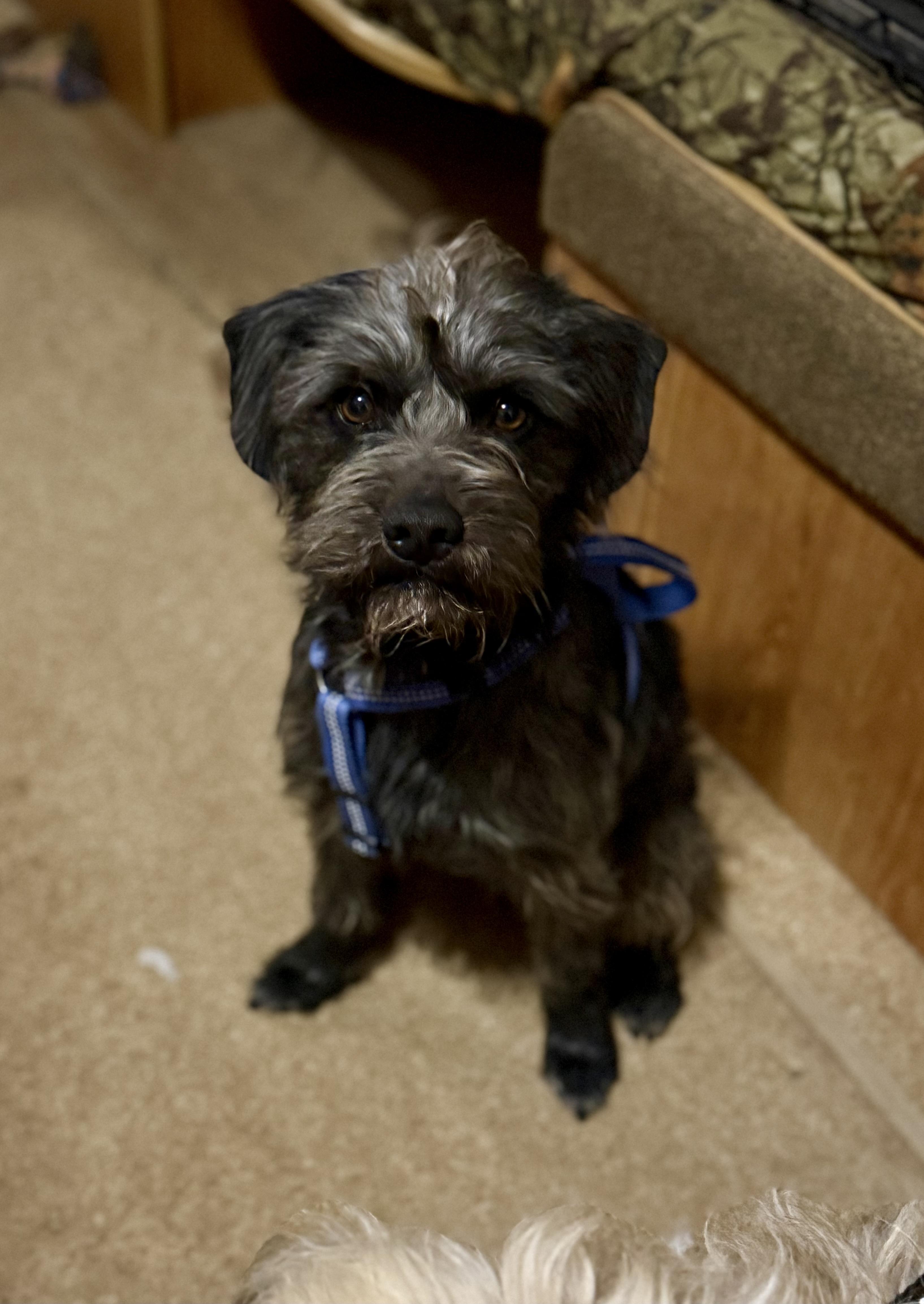 Jesse - Adoptable Pet | Petfinder | Petfinder
