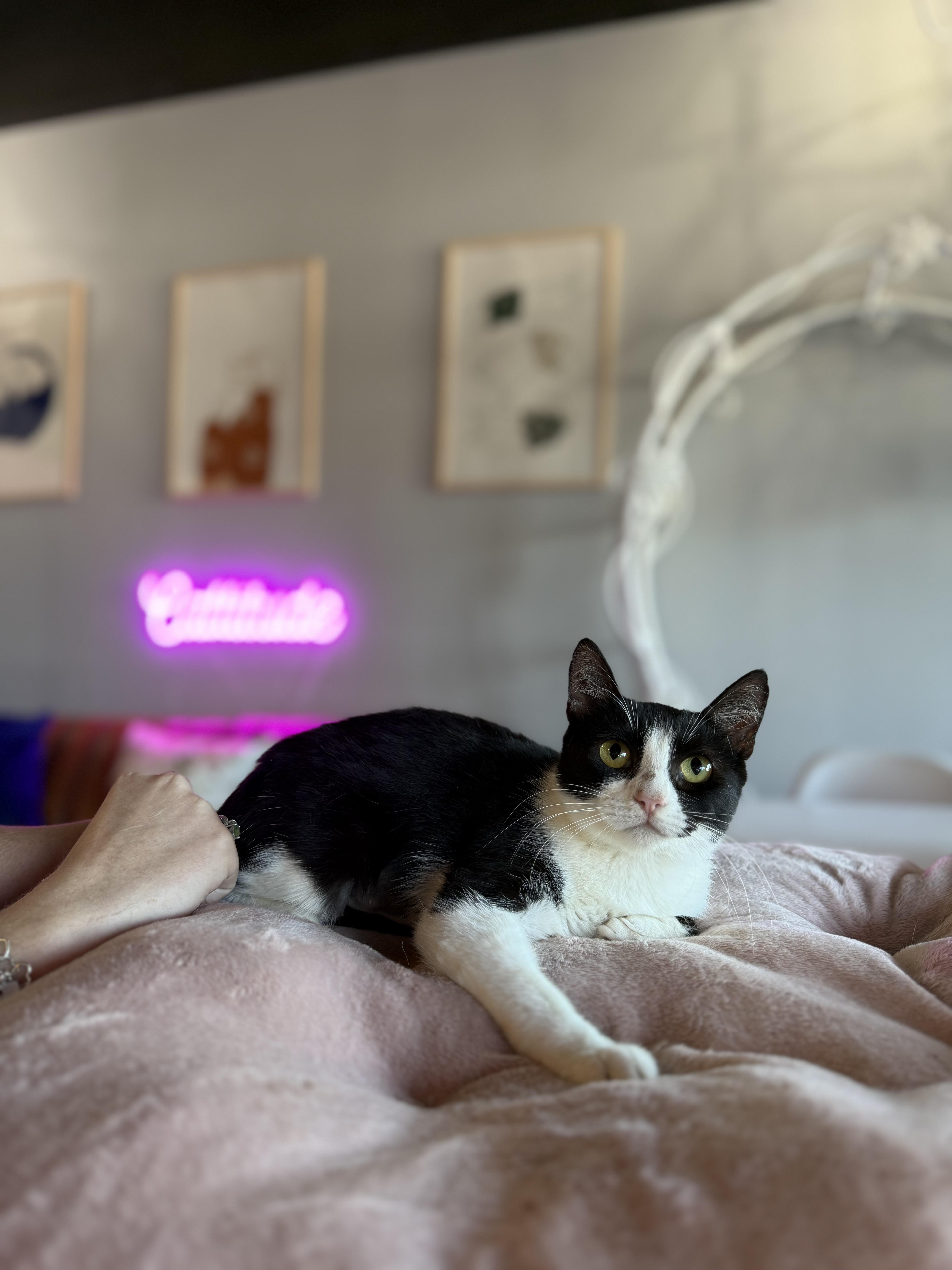 Cat for adoption - Rebel, a Tuxedo in PUTNAM, CT | Petfinder