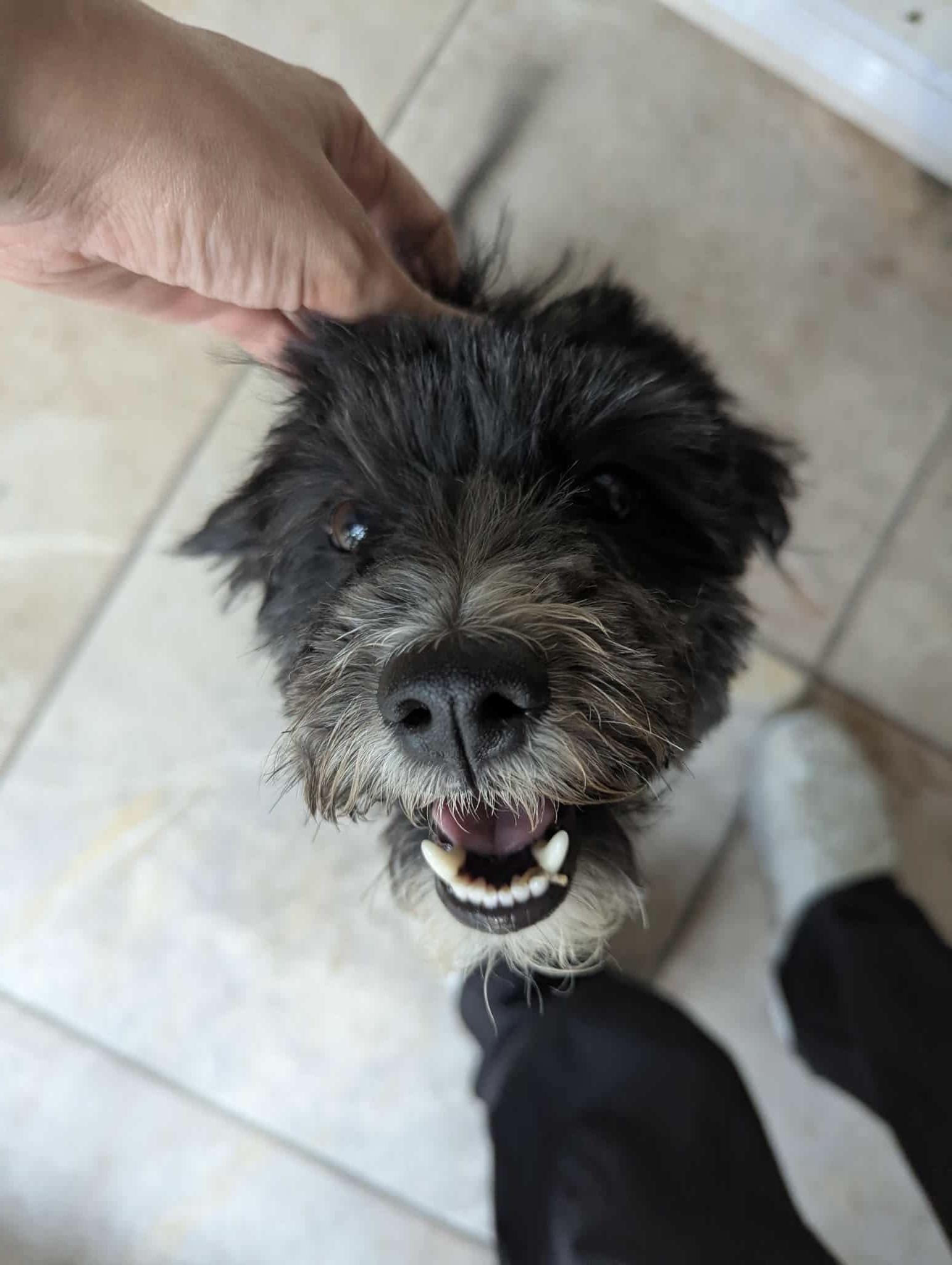 Dog for adoption - Mopa, a Terrier Mix in Puyallup, WA | Petfinder