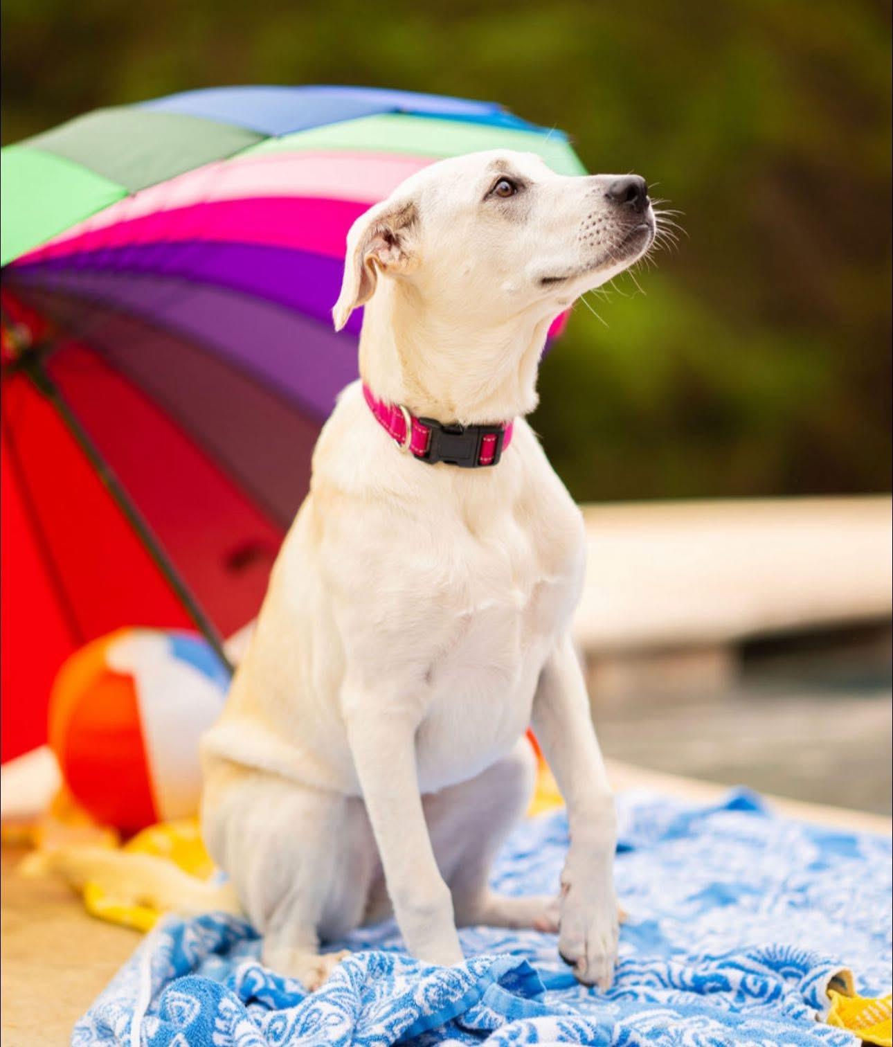 Dog for adoption - Daisy, a Labrador Retriever Mix in Rockwall, TX ...