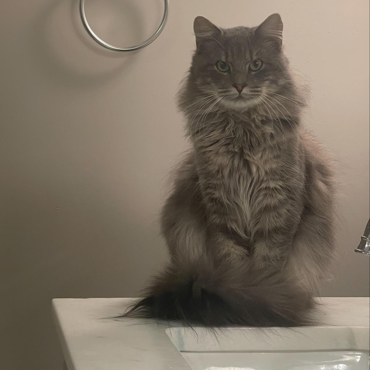 Cat for adoption - Declan, a Domestic Medium Hair in Richmond, VA ...