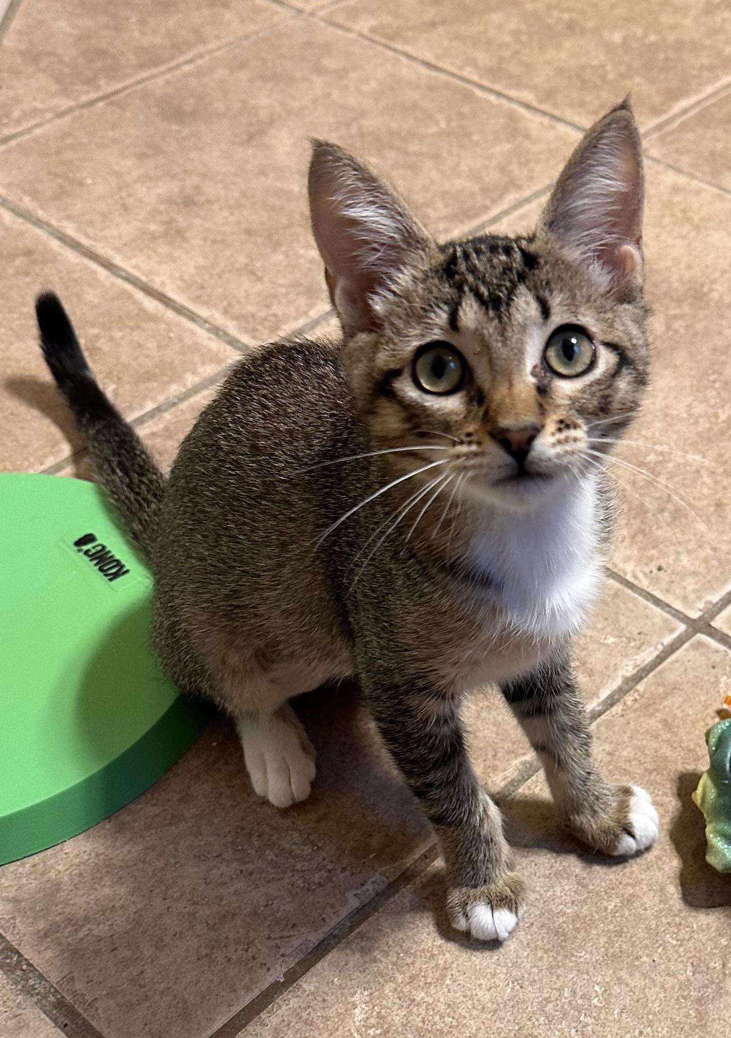Cat for adoption - Kitten Nugget - Riley Fuzzel Petsmart, a Tabby ...