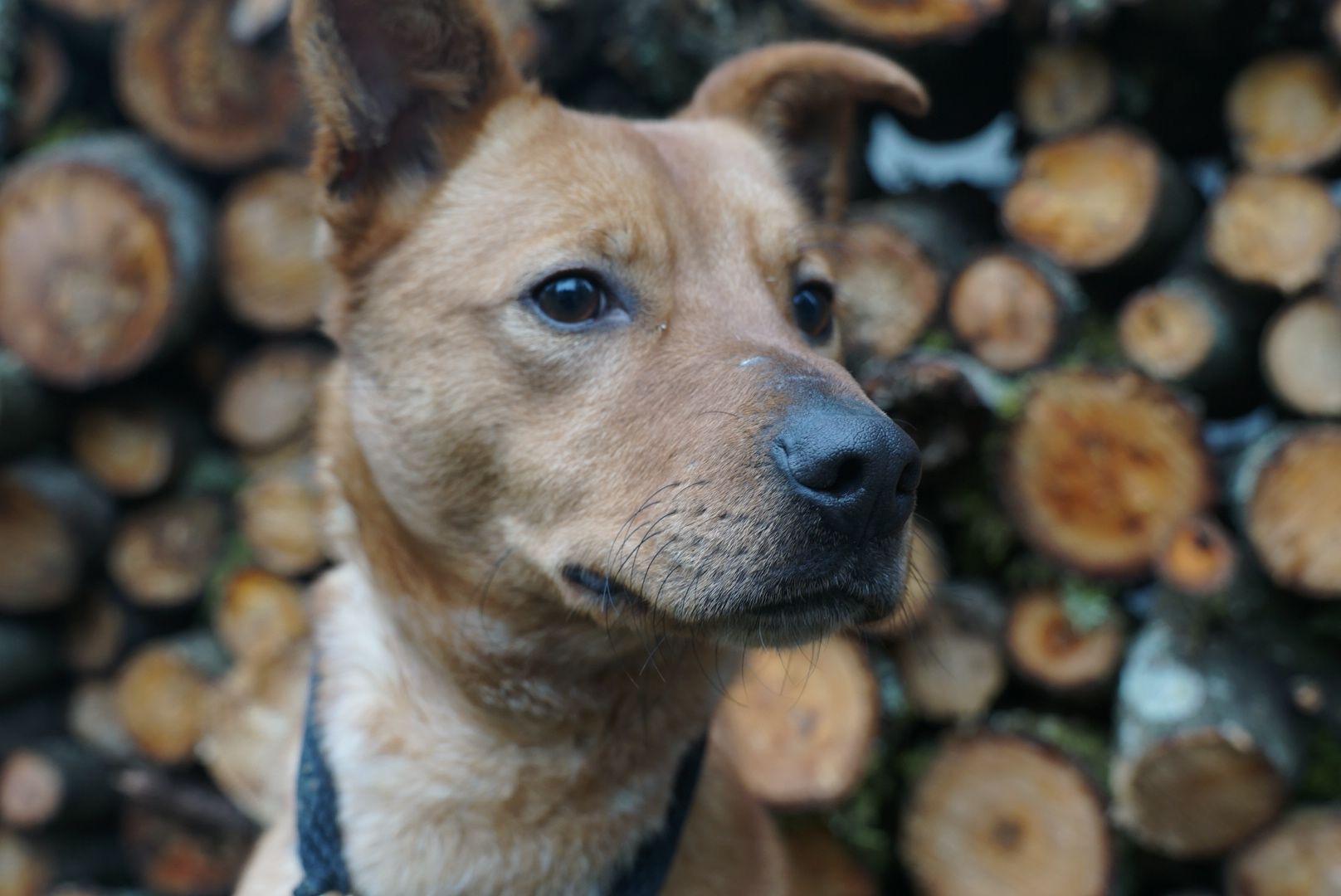 Dog for adoption - Canelo #2, a Mixed Breed in Puyallup, WA | Petfinder