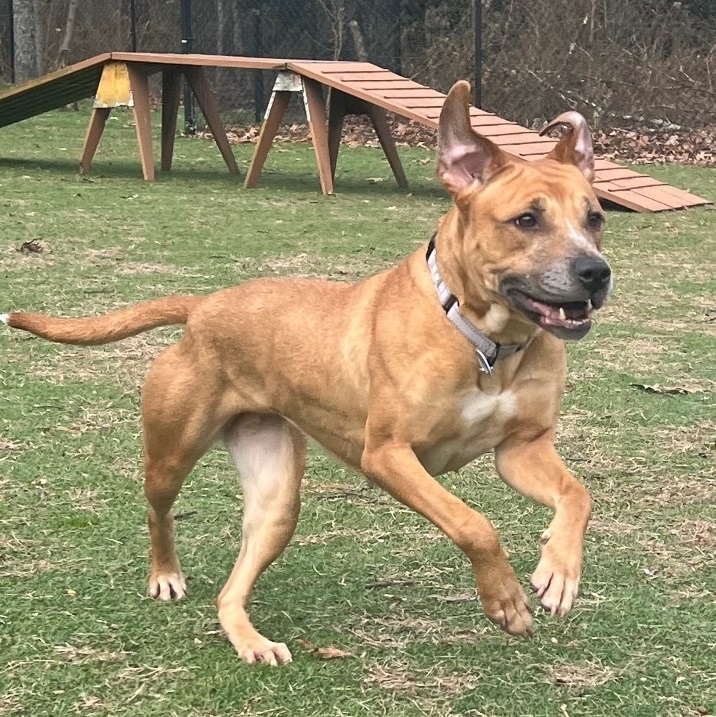 Dog for adoption - Laverne, a Mixed Breed in Severn, MD | Petfinder