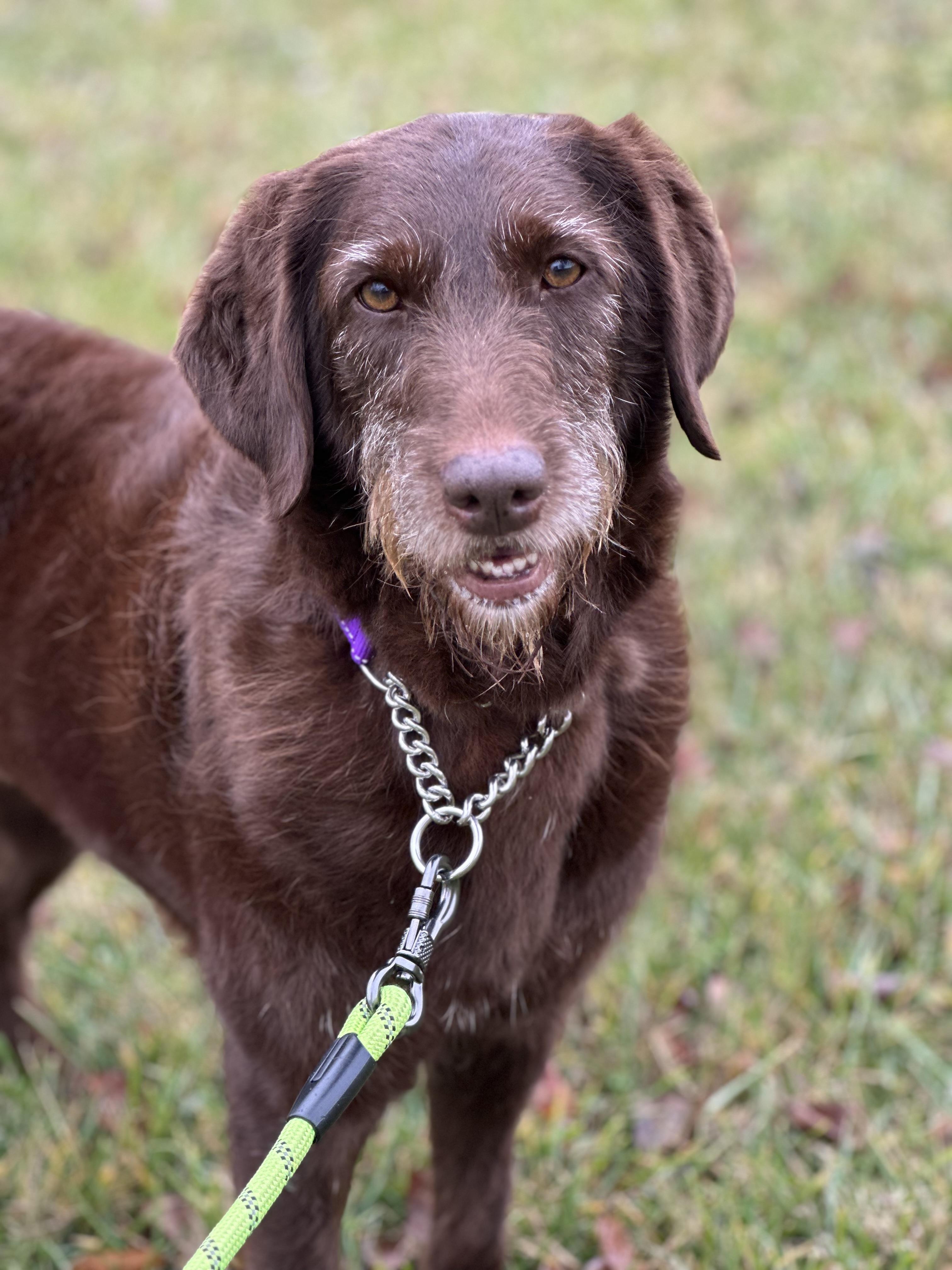 Dog for adoption - Victory, a Chocolate Labrador Retriever & Standard ...