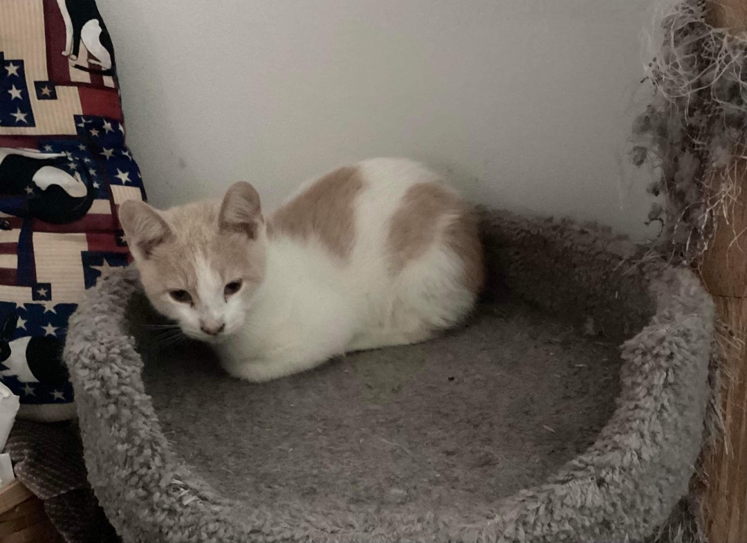 Cat for adoption - Theodore (Chipmunk litter), a Domestic Short Hair in ...