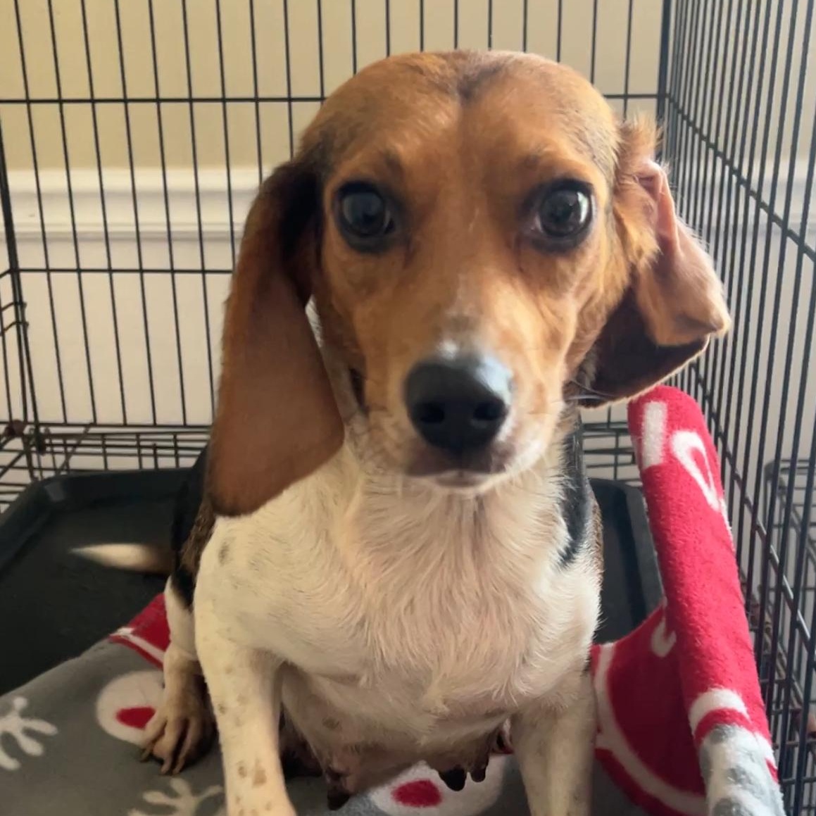 Dog for adoption - Millie, a Beagle in Boca Raton, FL | Petfinder