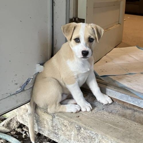 Dog for adoption - Sammi, a Beagle & Australian Shepherd Mix in Bumpass ...