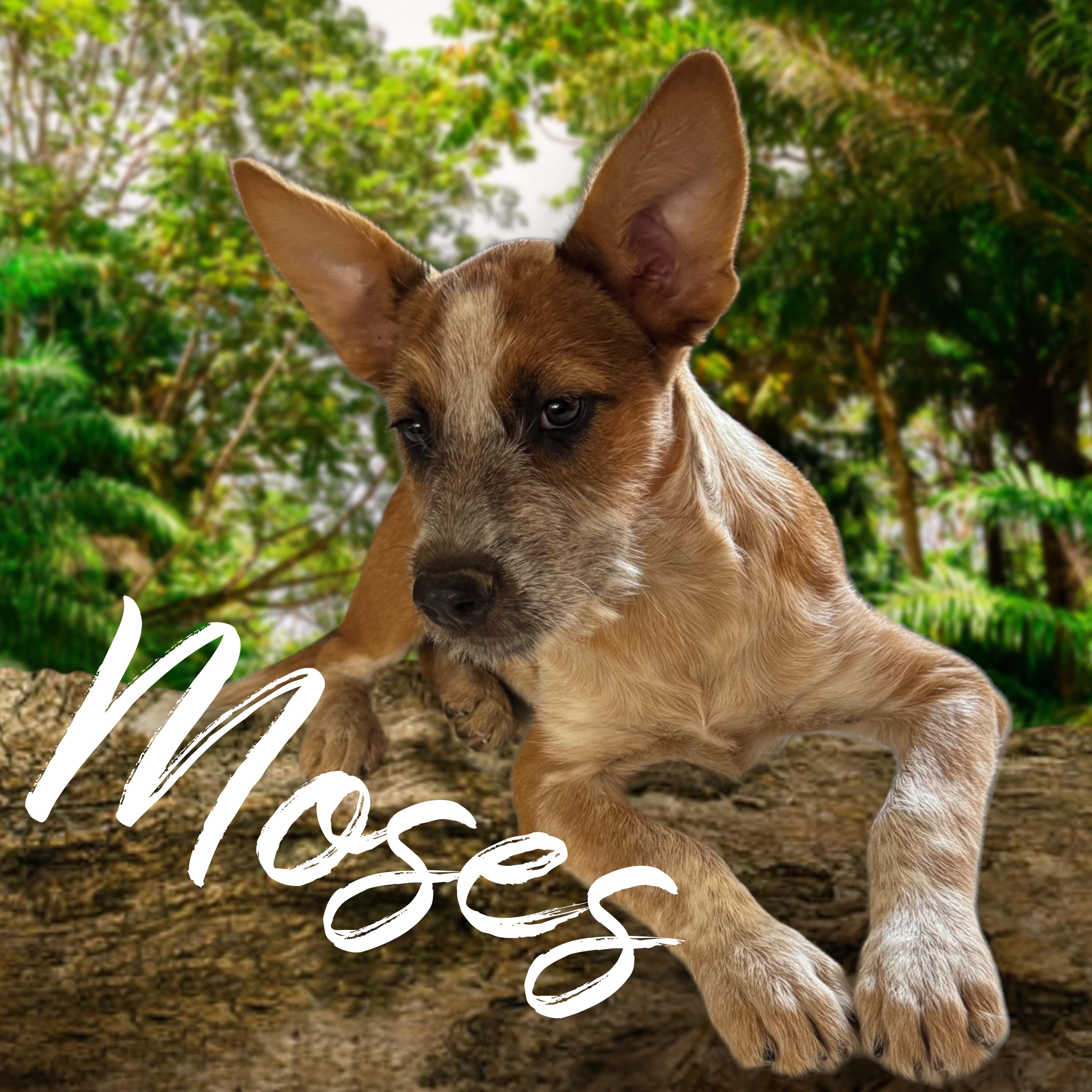 Dog for adoption - Moses, an Australian Cattle Dog / Blue Heeler in ...