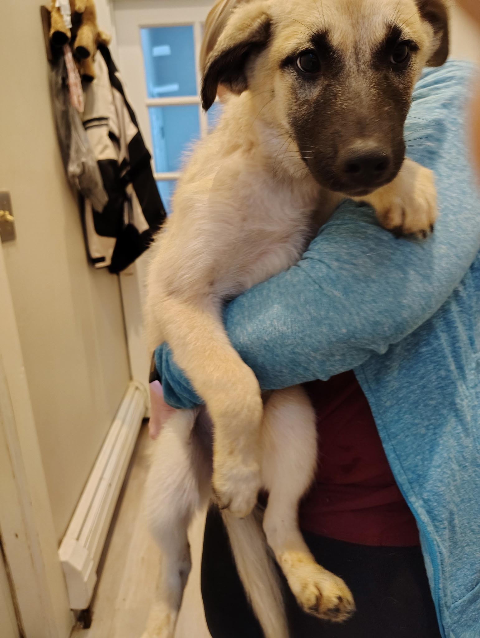 Dog for adoption - Acai Berry, a Husky Mix in Newbury , OH | Petfinder