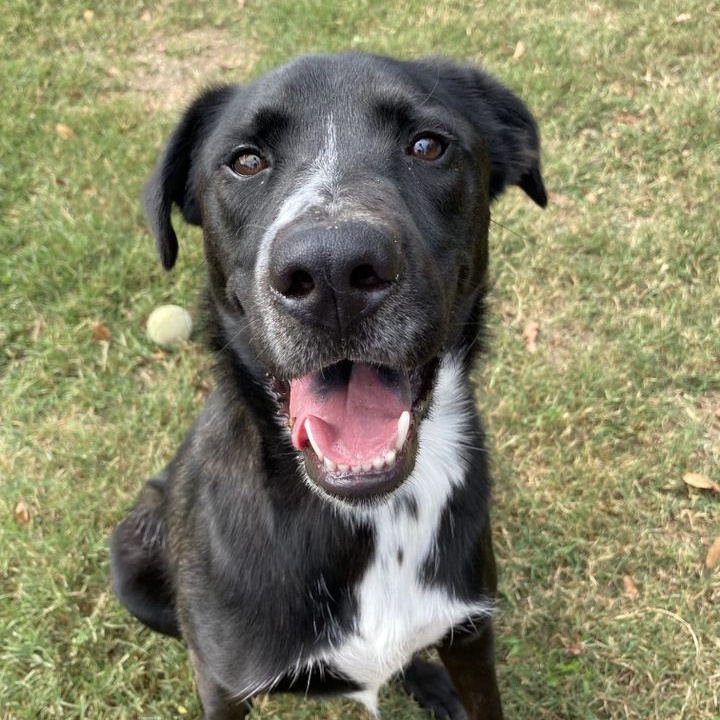 Dog for adoption - Toby, a Labrador Retriever & Border Collie Mix in ...