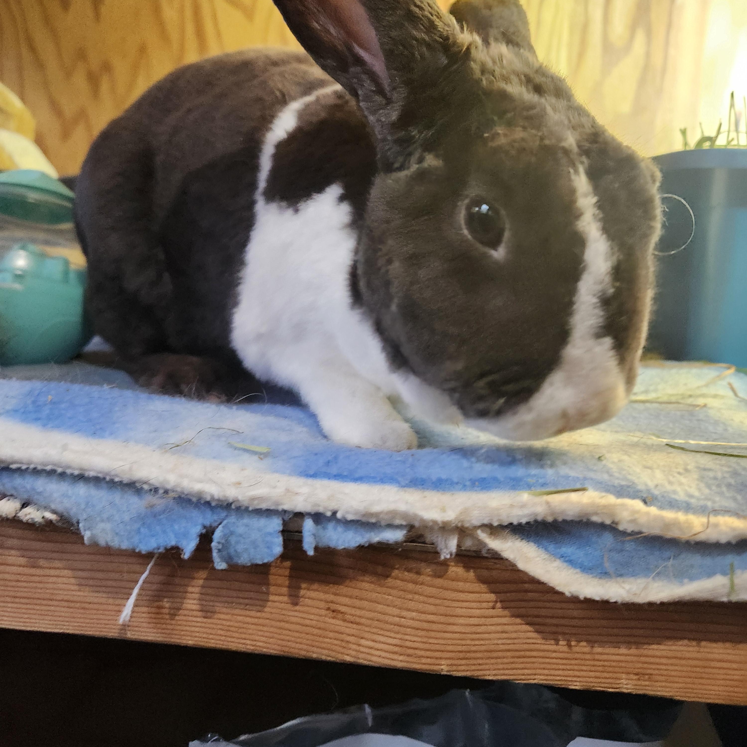 Rabbit for adoption - Charlotte & Baklava, a Dutch in Gig Harbor, WA ...