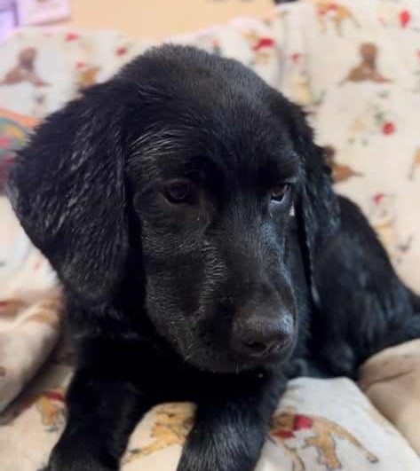 Dog for adoption - Atlas, a Flat-Coated Retriever & Labrador Retriever ...