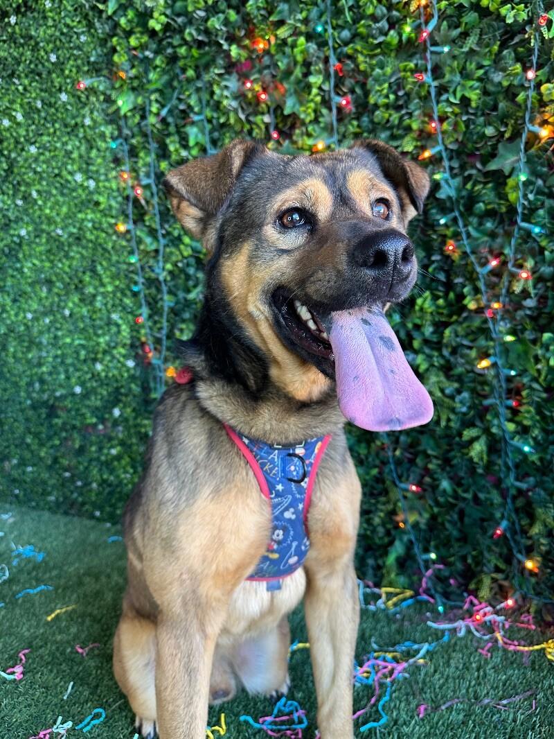 Dog for adoption - Pumpkin, a German Shepherd Dog & Boxer Mix in Reno ...