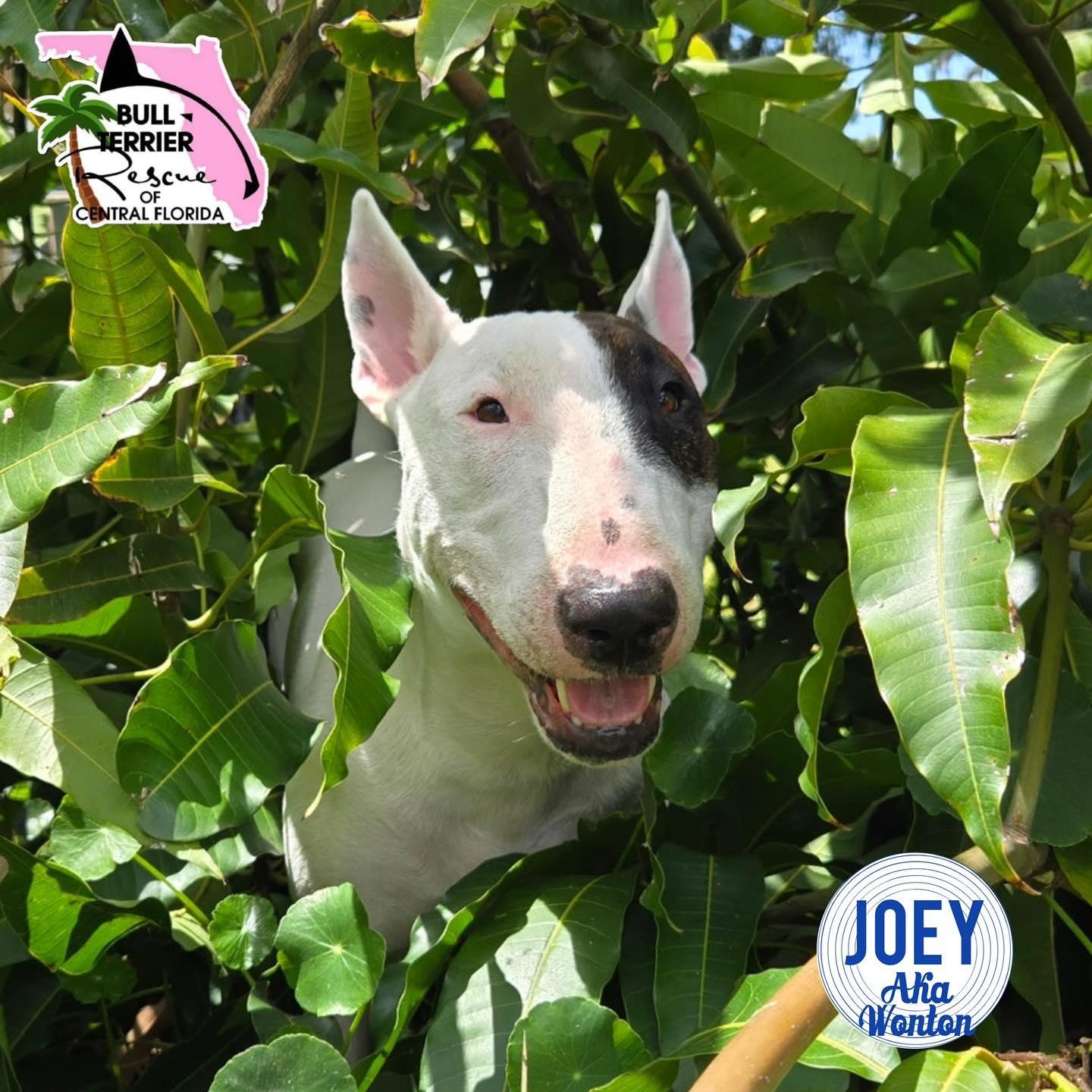 Dog for adoption - Joey, a Bull Terrier in Orange City, FL | Petfinder