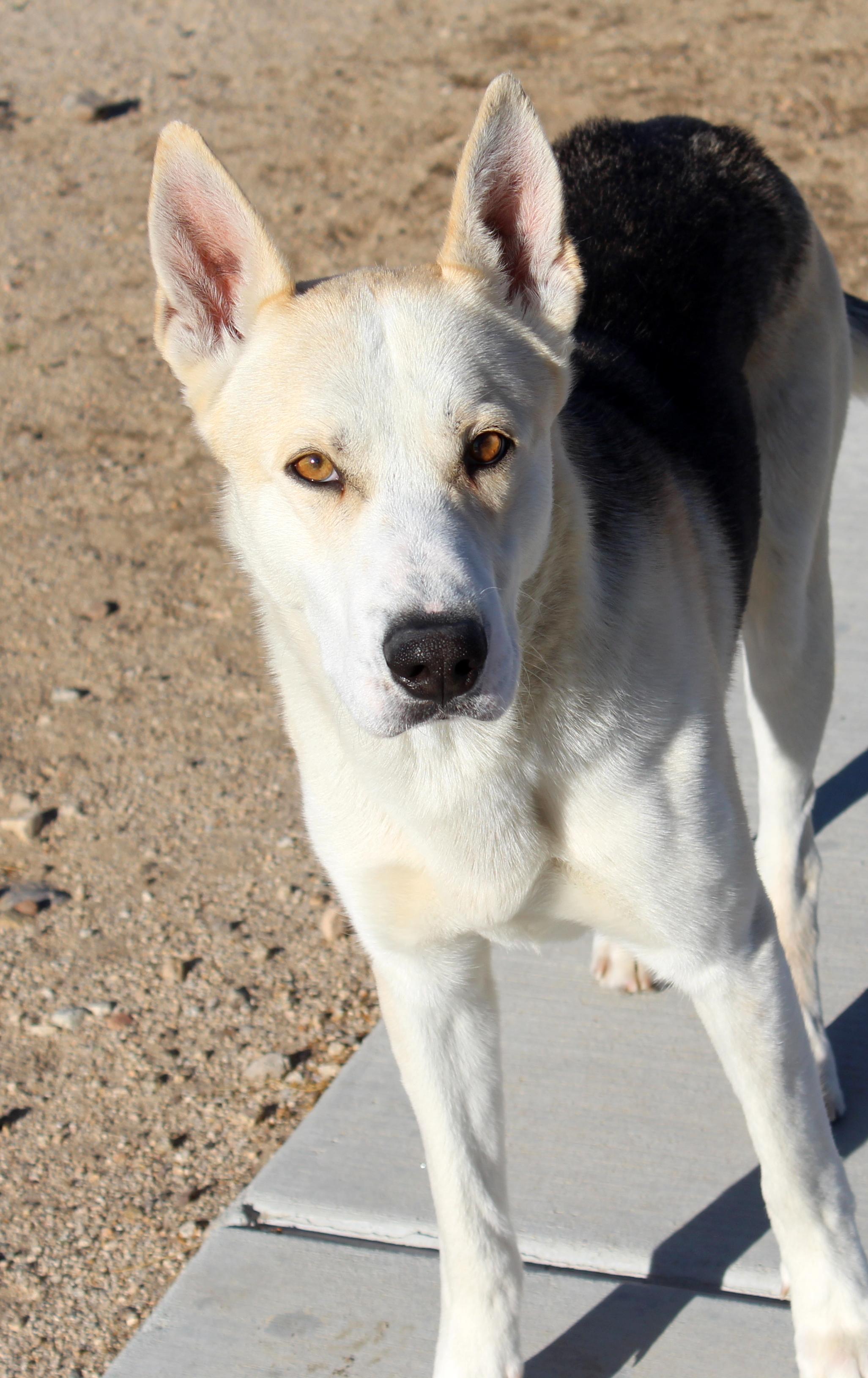 Dog for adoption - Maiko Neo Adonis, a German Shepherd Dog & Husky Mix ...