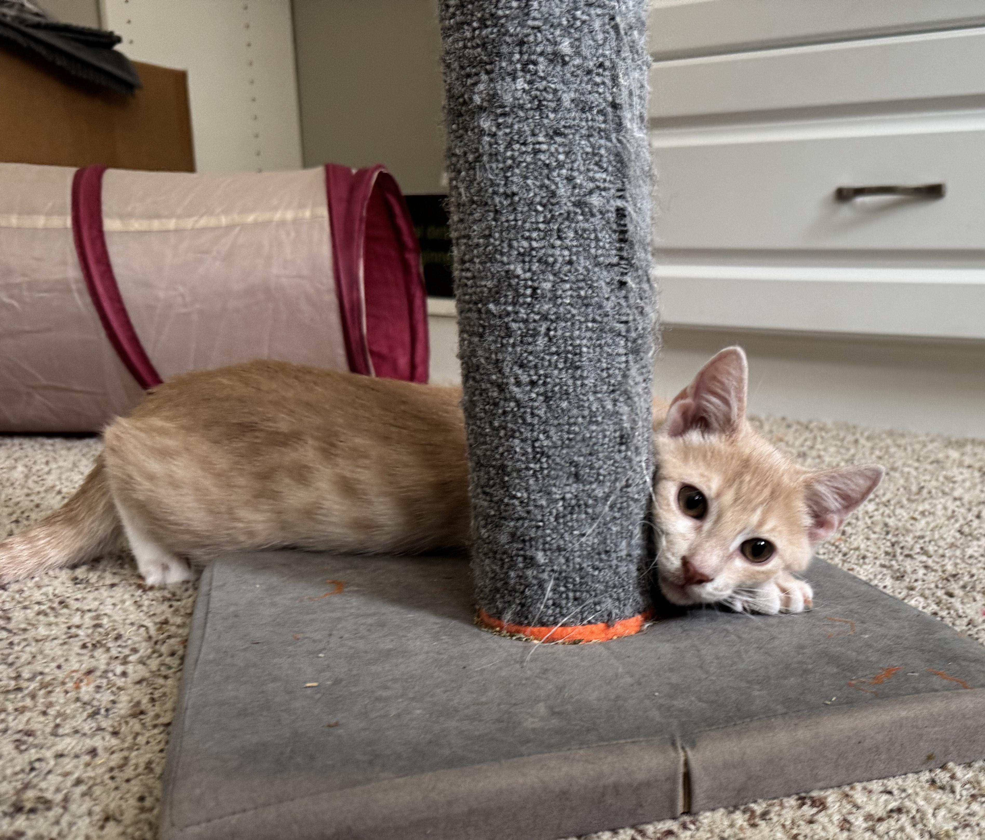 Cat for adoption - Rocco, an American Shorthair in Frederick, MD ...