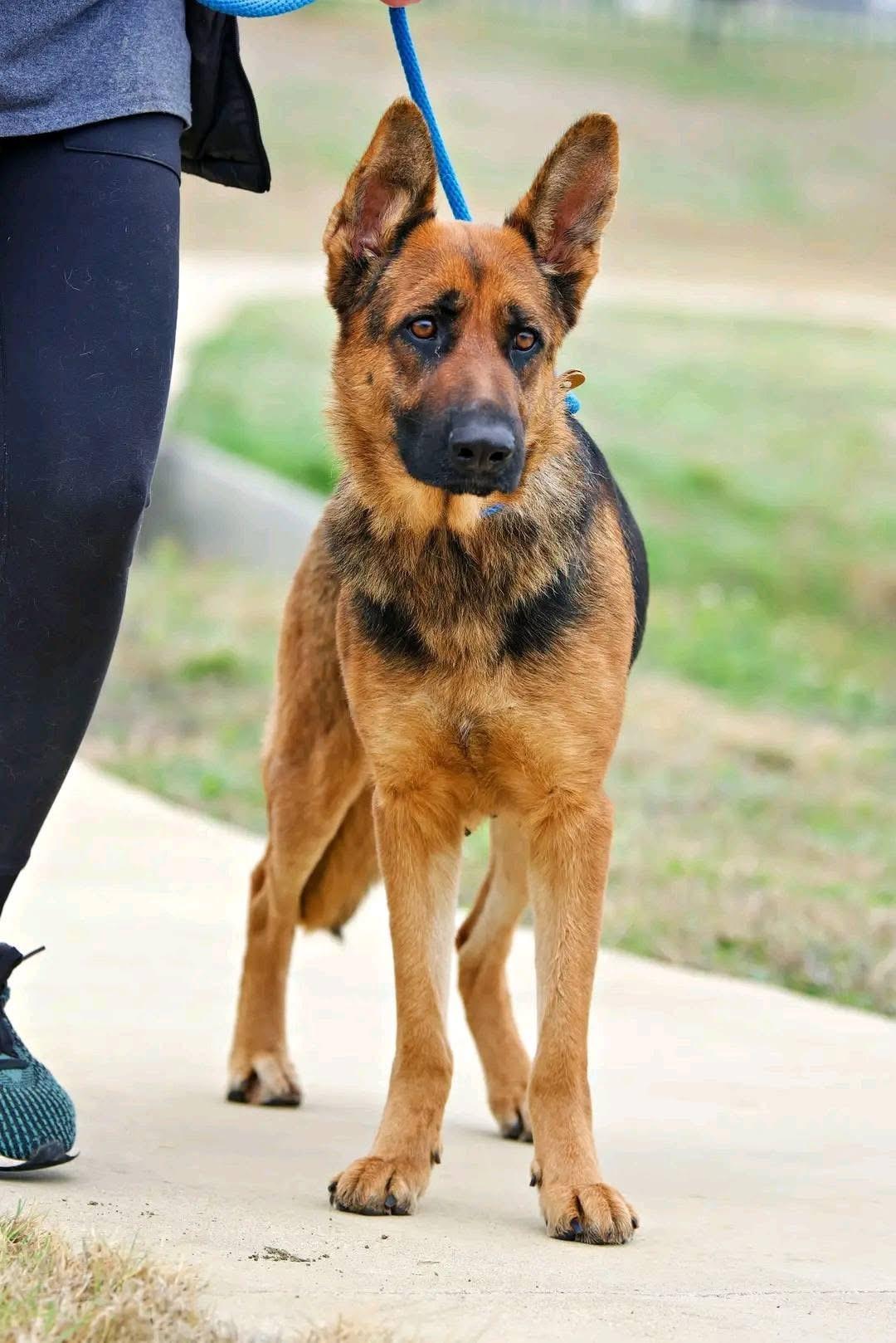 Dog for adoption - Hera, a German Shepherd Dog in New Rochelle, NY ...