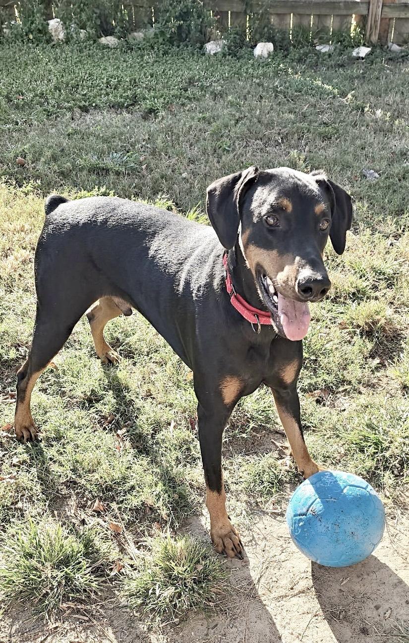 Dog for adoption - Scooby the Dobie, a Doberman Pinscher in Muskego, WI ...